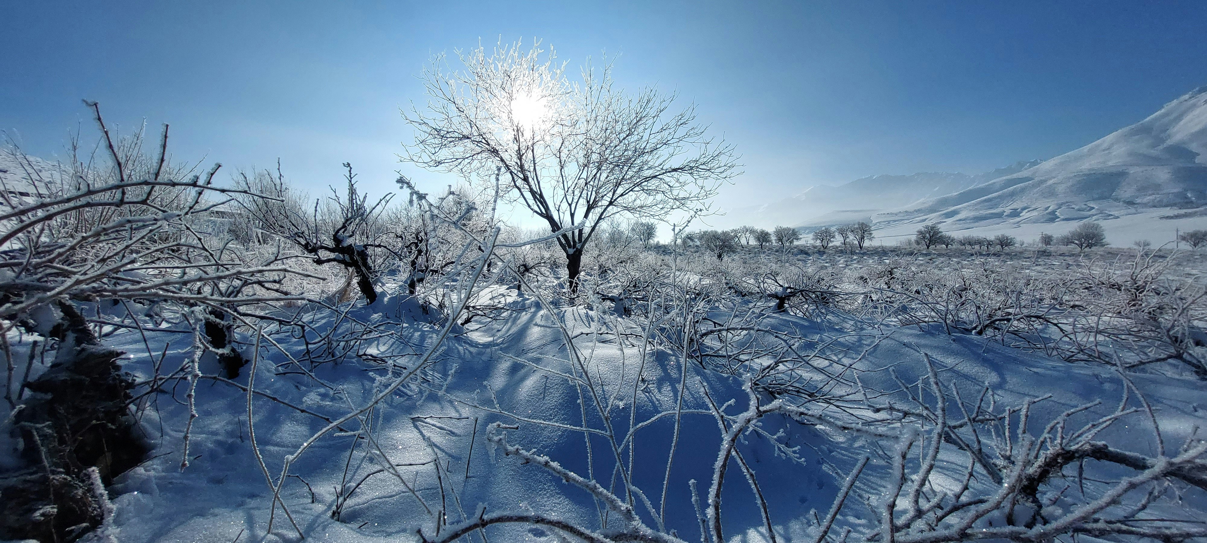 Sunlit Winter Orchard: Frost-Crystal Branches Beneath a Bright Sky