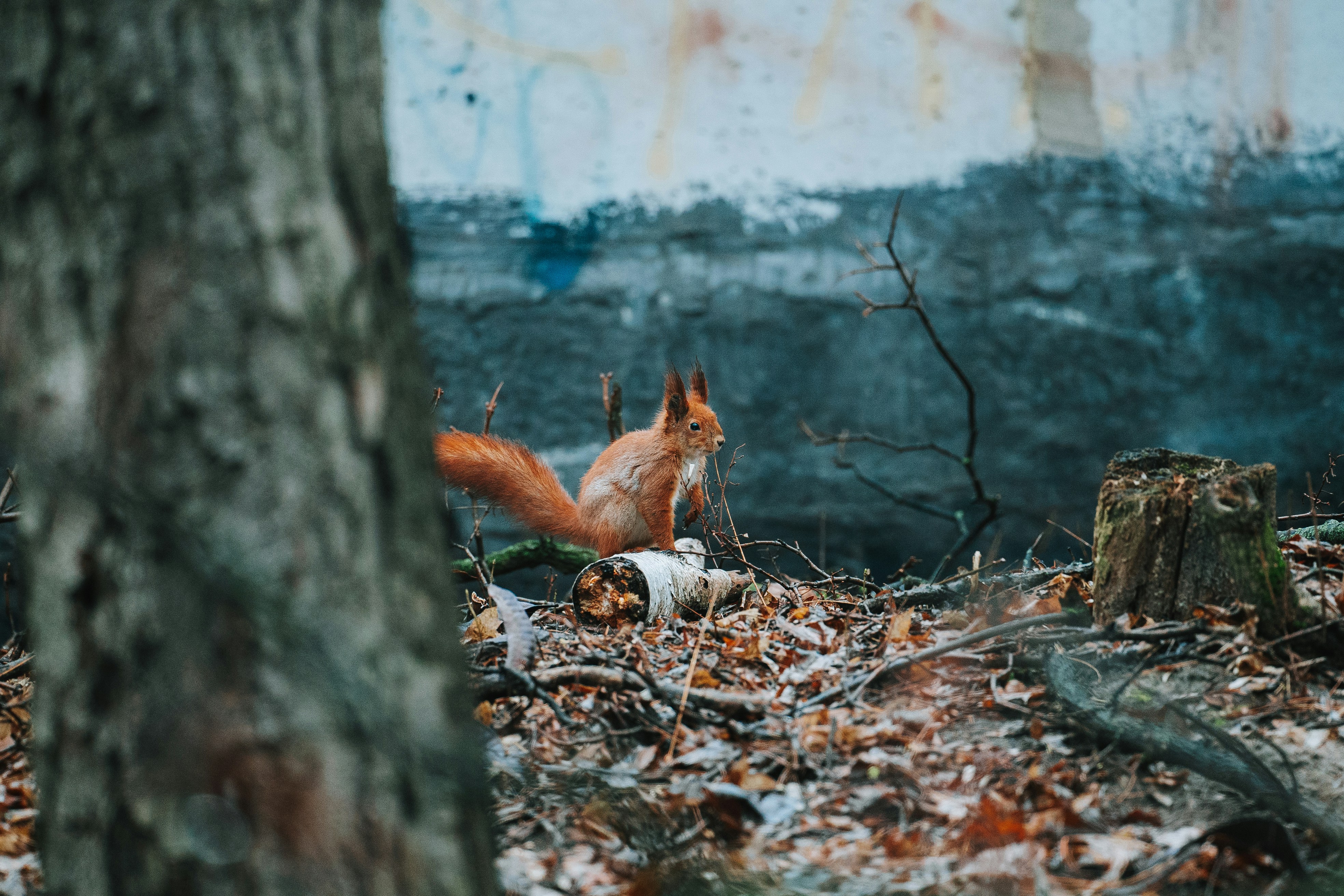 a red squirrel sitting on top of a pile of leaves