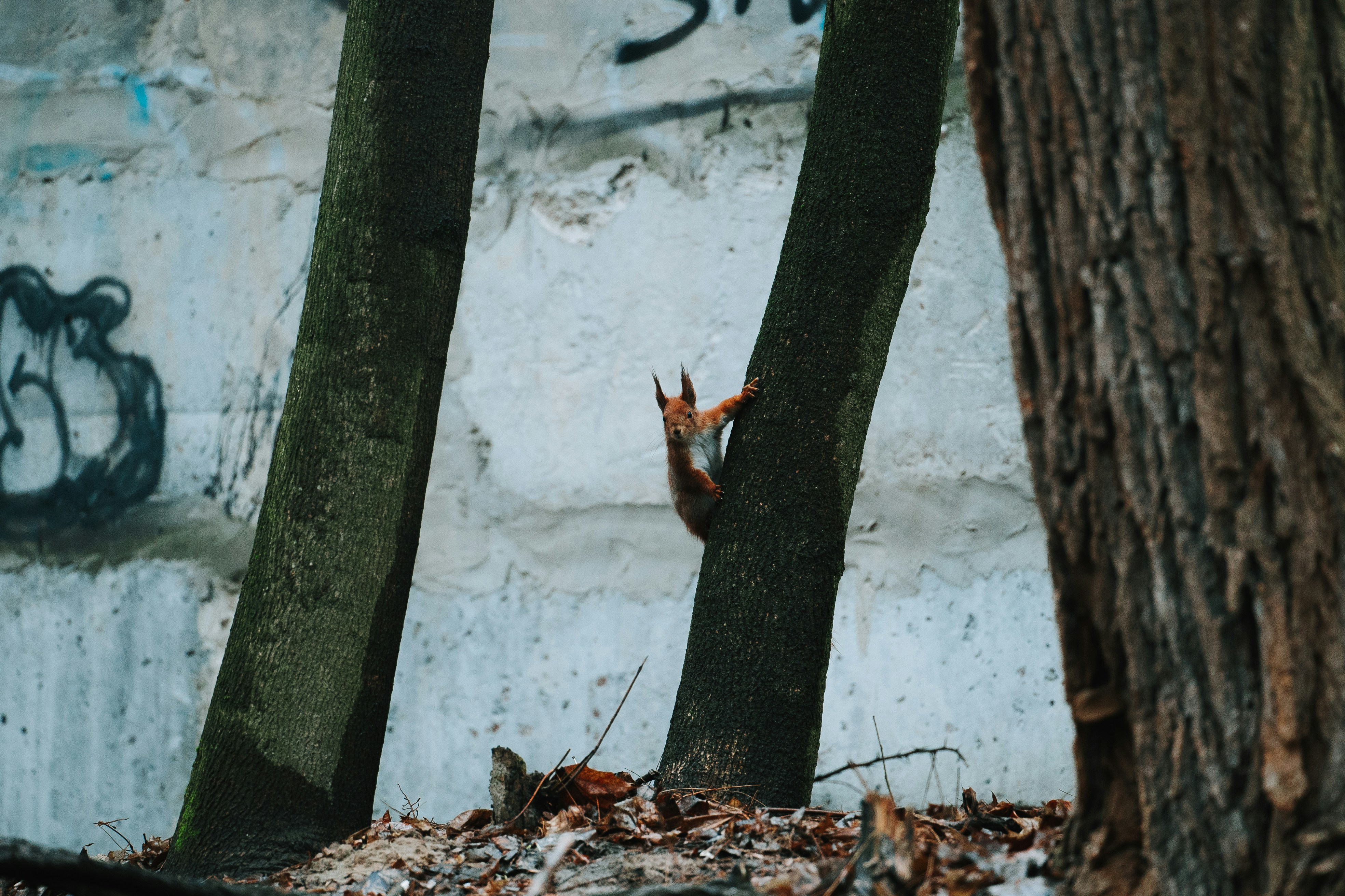 a squirrel peeking out from between two trees