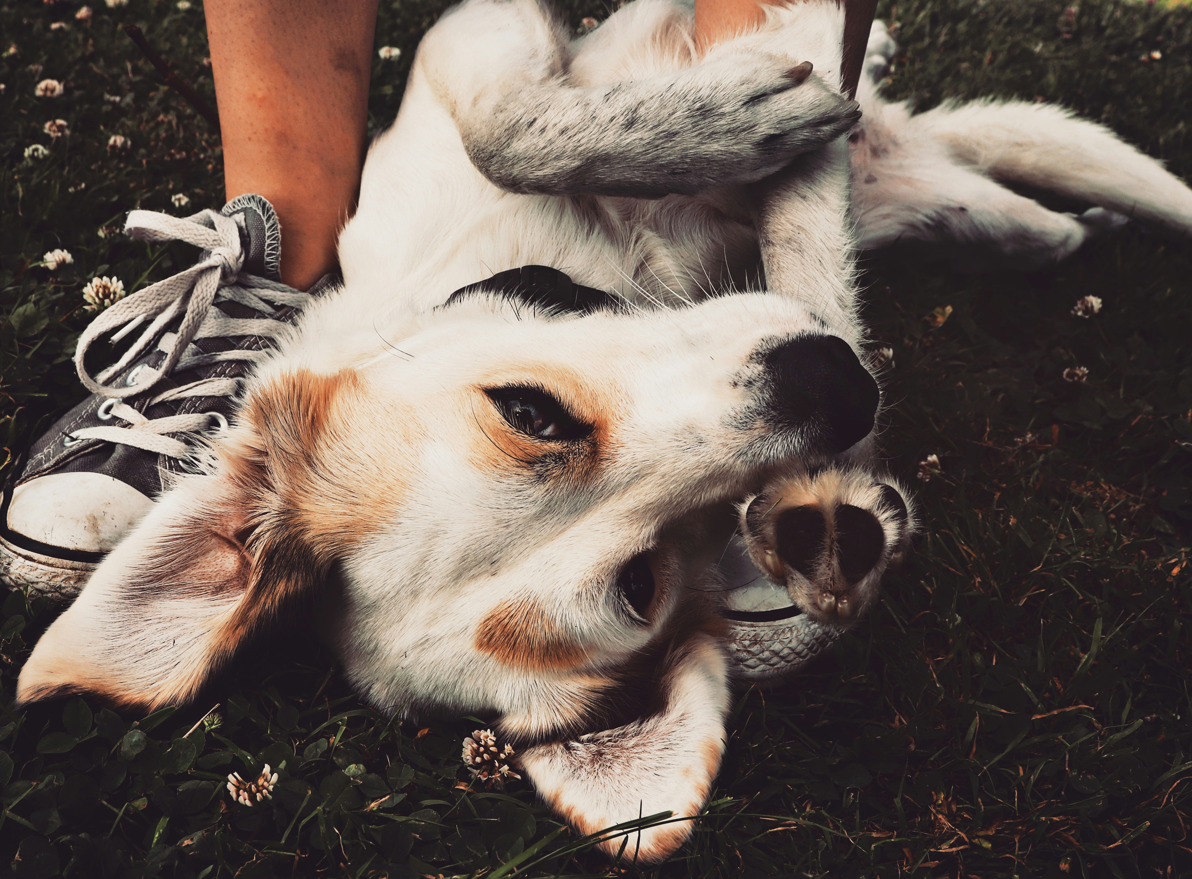 Tumblr Dogs Photography