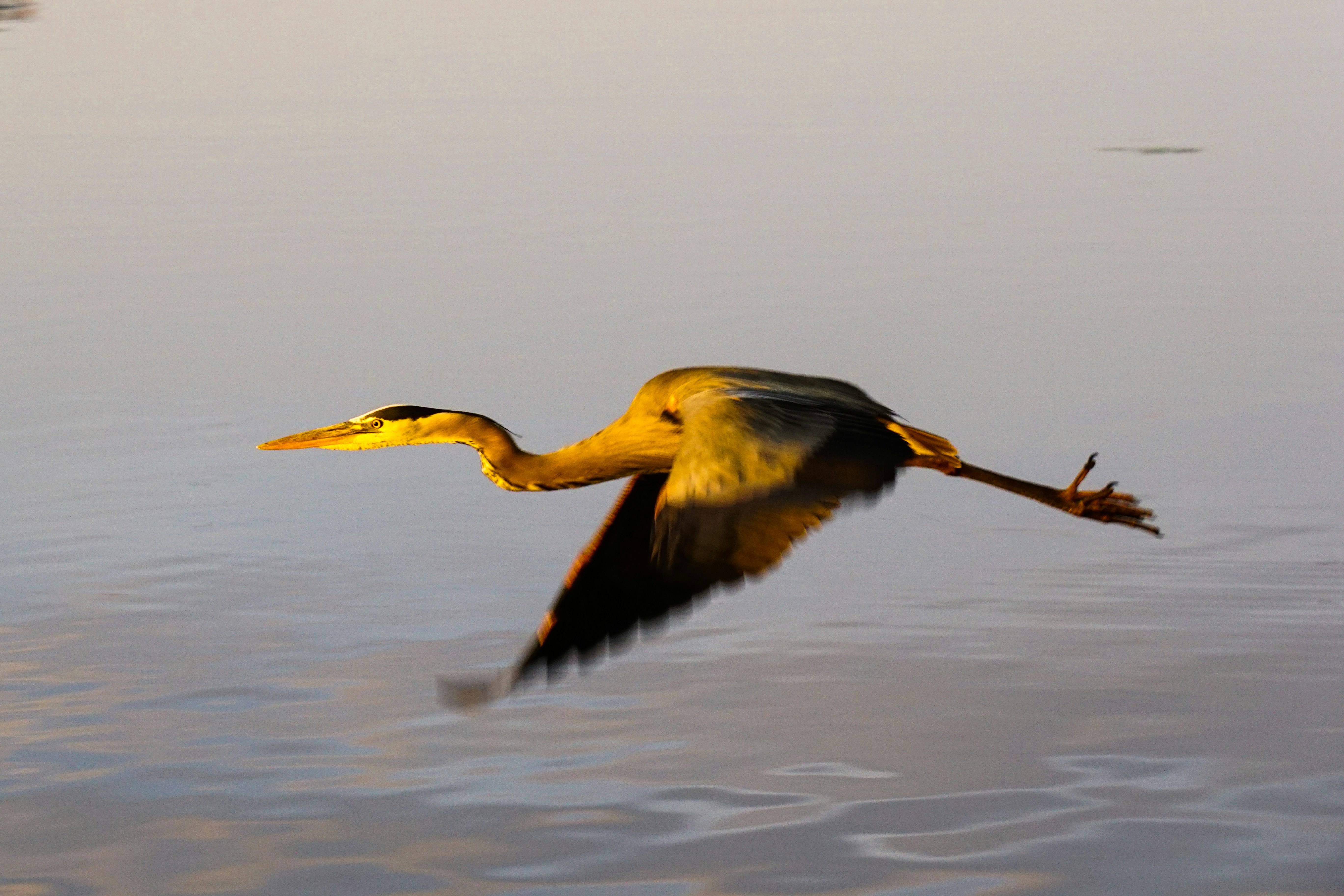 Un oiseau survolant un plan d’eau photo – Image gratuite de La nature ...
