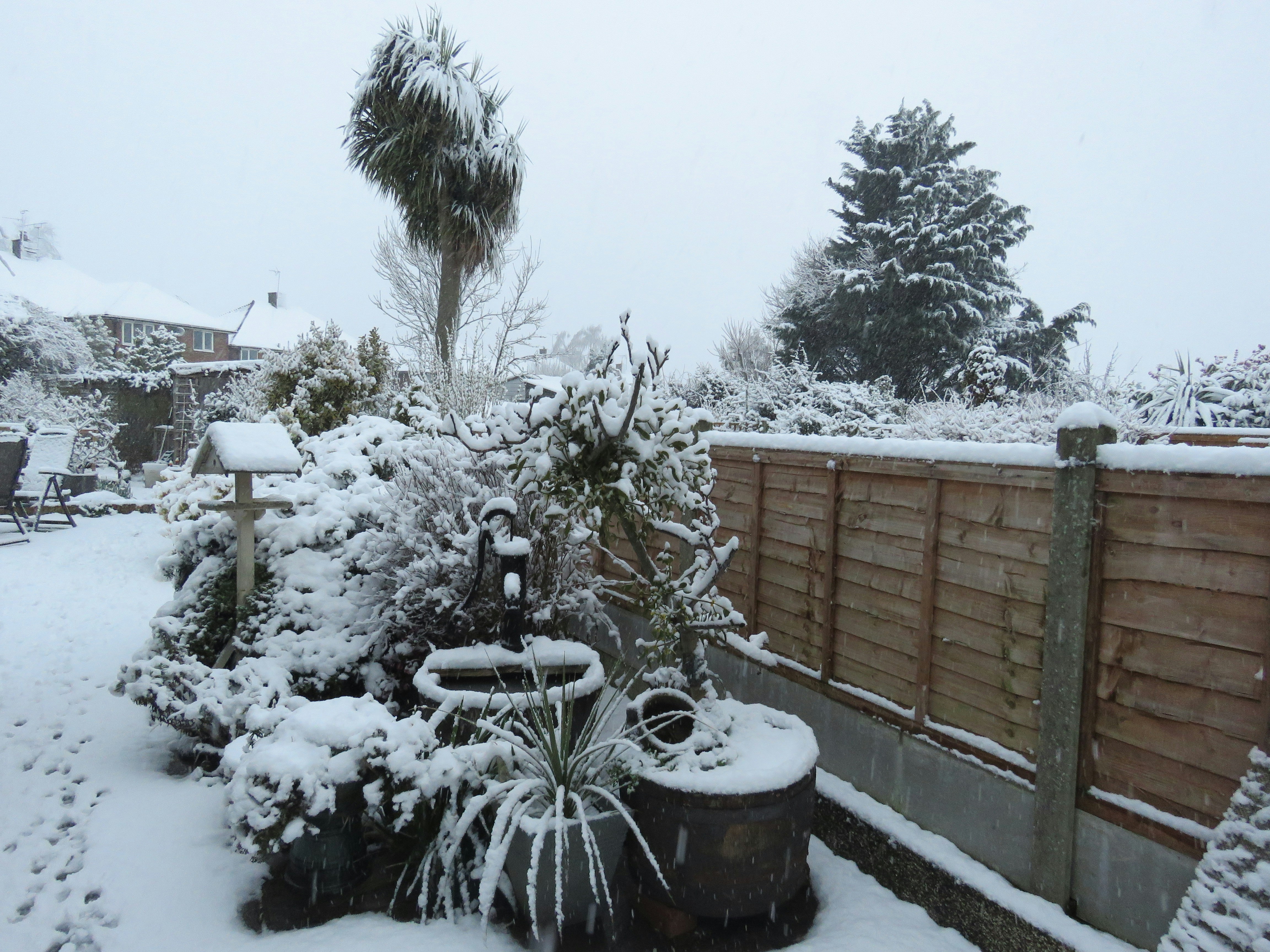 Snow Covered Yard