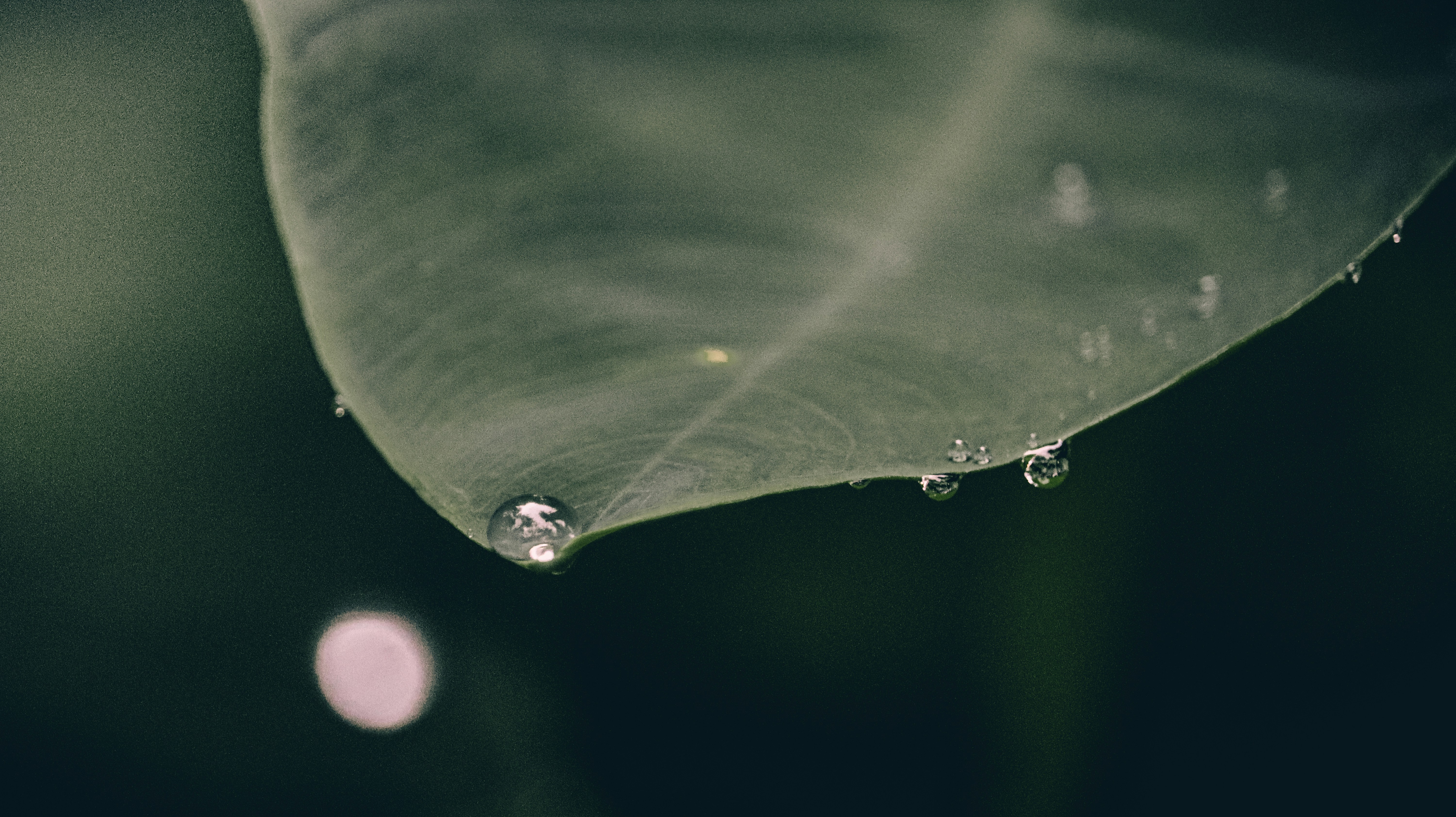 a green leaf with drops of water on it