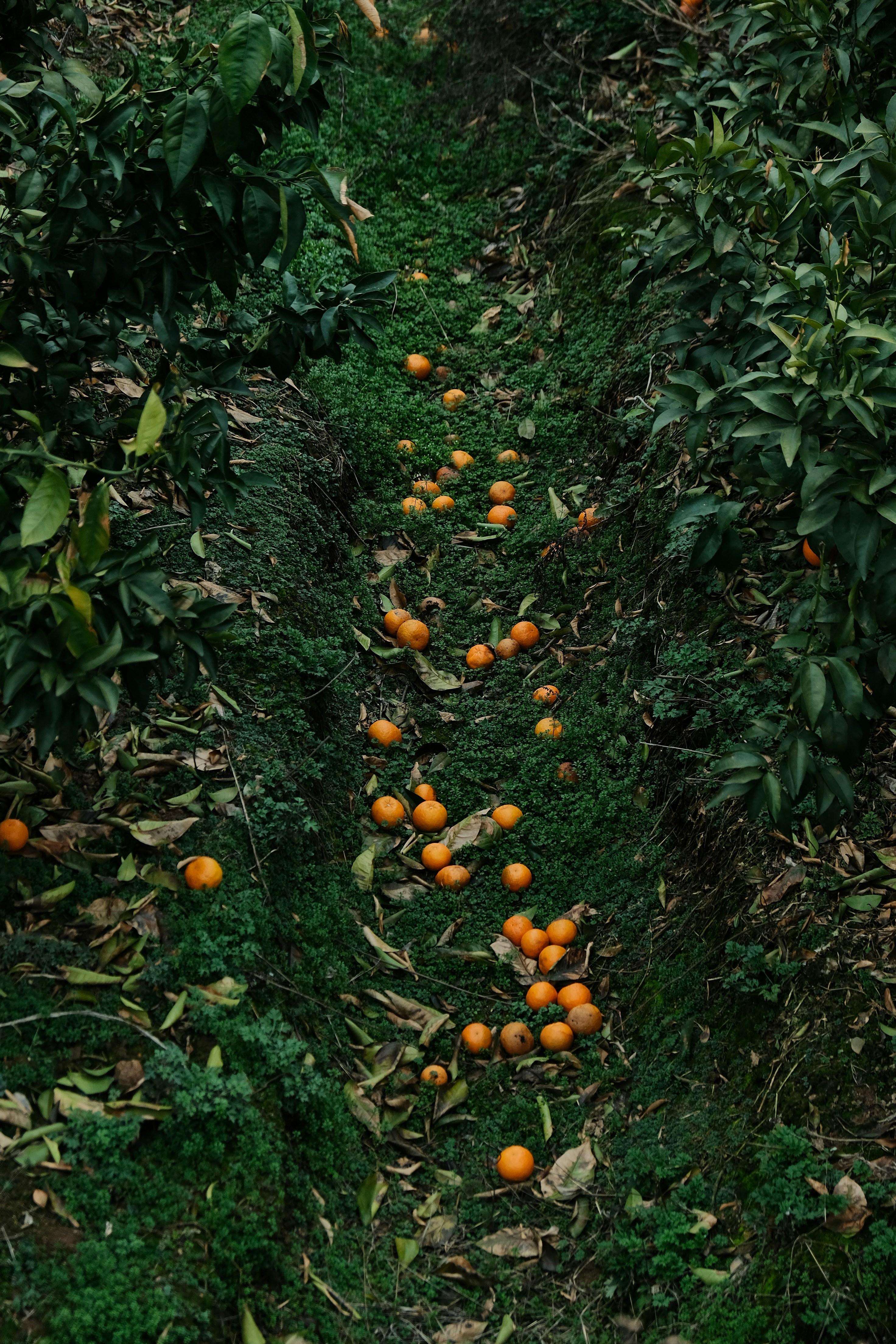 some oranges falling down in the gound