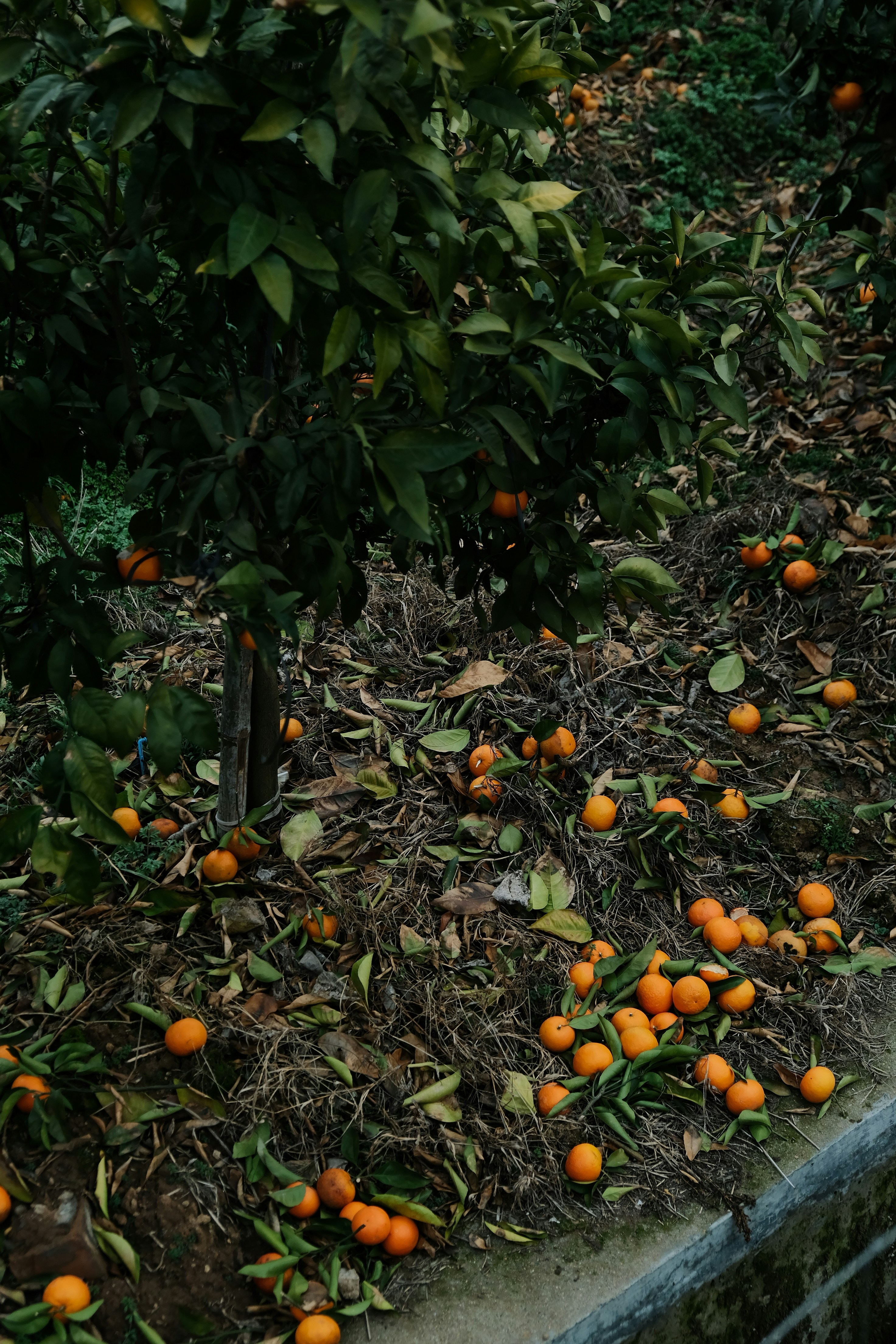 A bunch of oranges that are on the ground photo – Free Food Image on ...