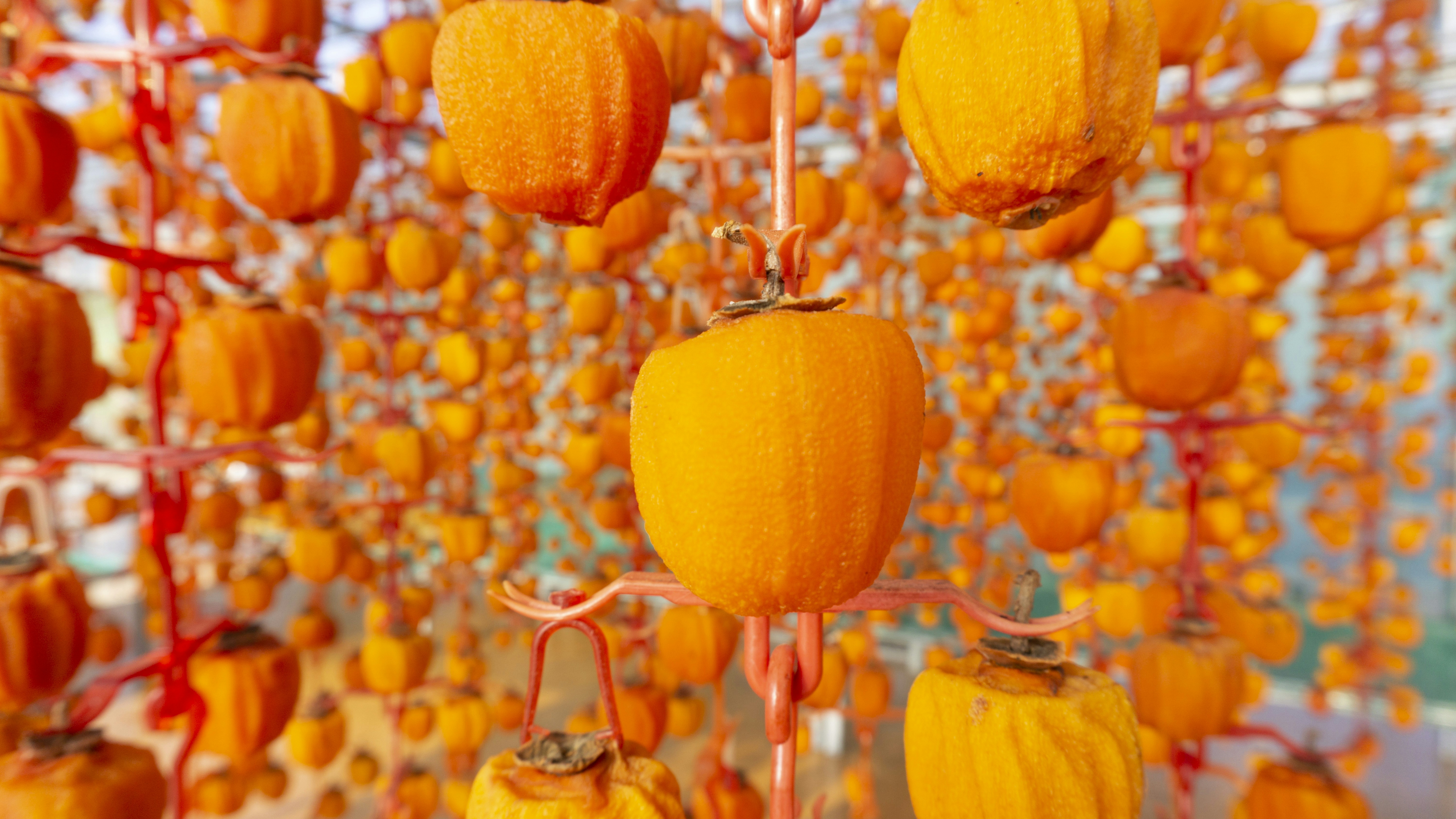 Soft dried persimmon by wind