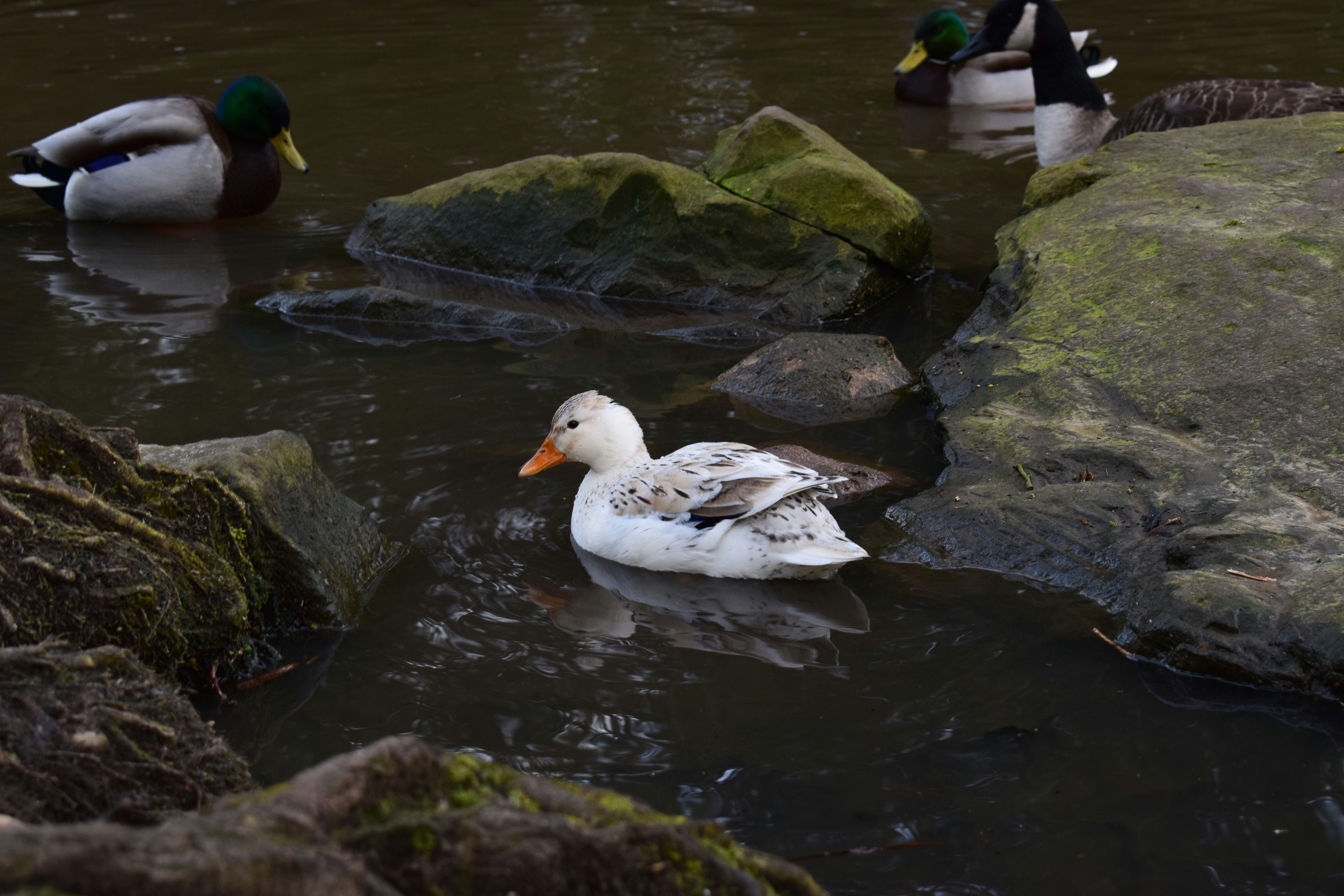 White duck anchors a rocky river bend as mallards drift nearby