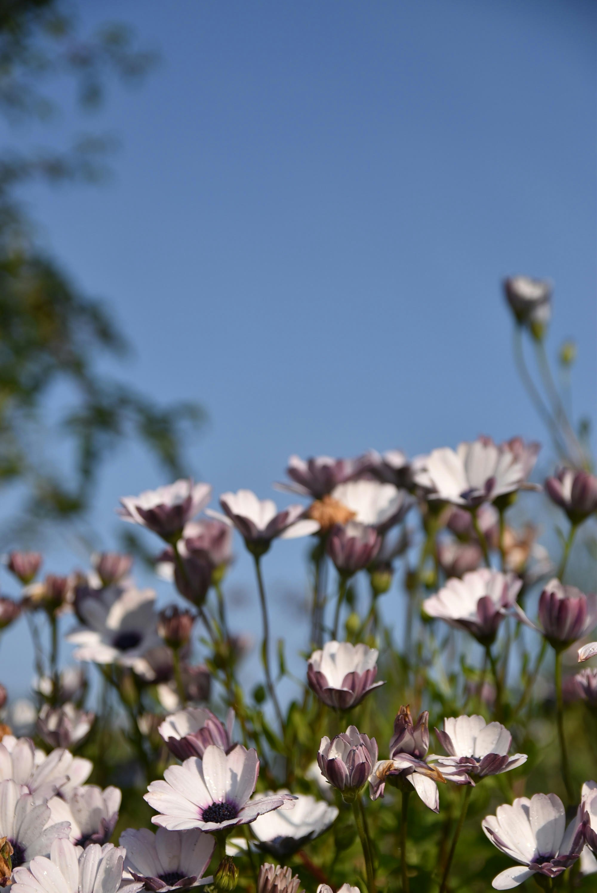 Daisies in a sunlit field: pale petals against a blue sky