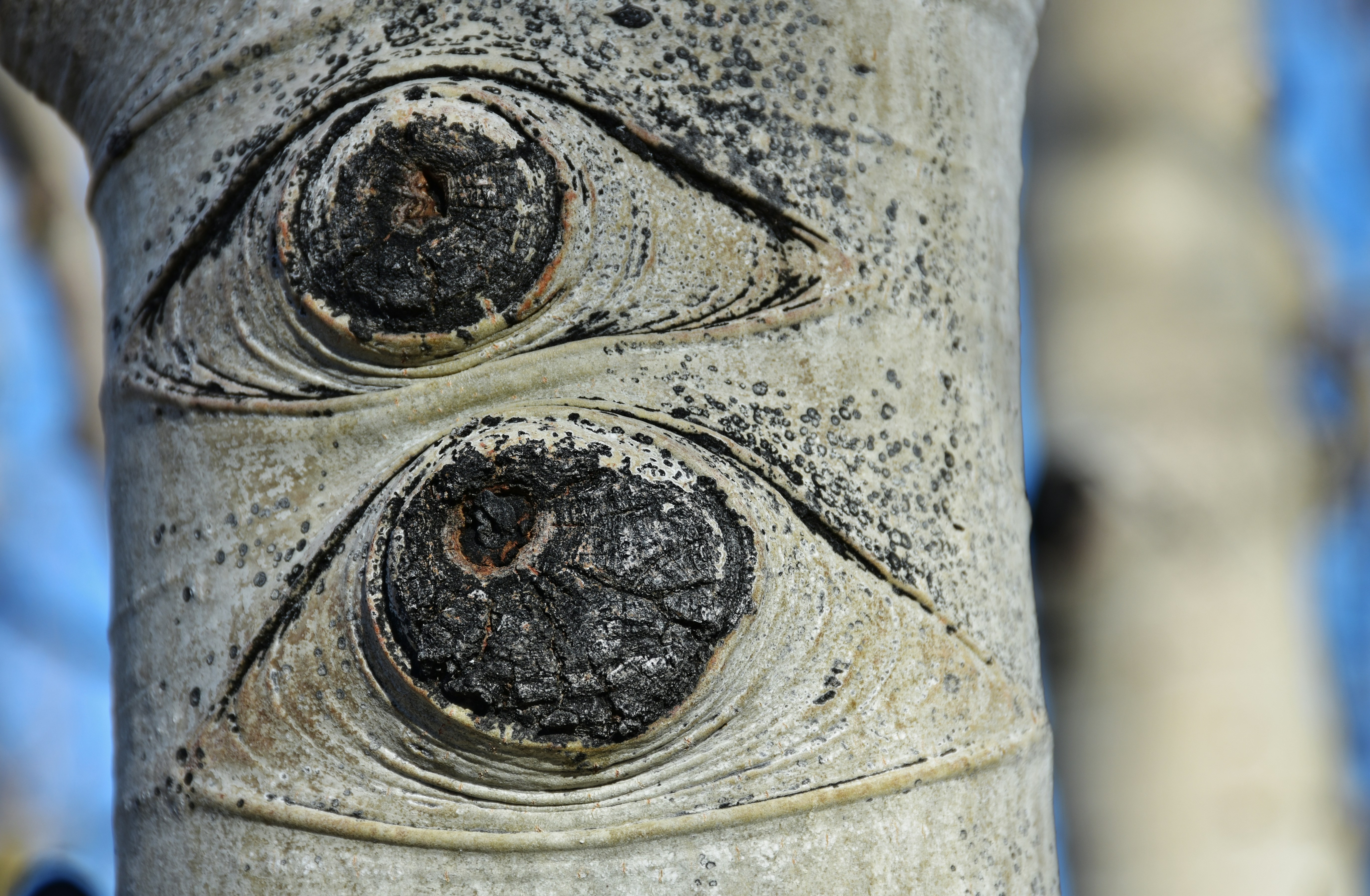 A close up of a tree with two eyes on it photo – Free Texture Image on ...