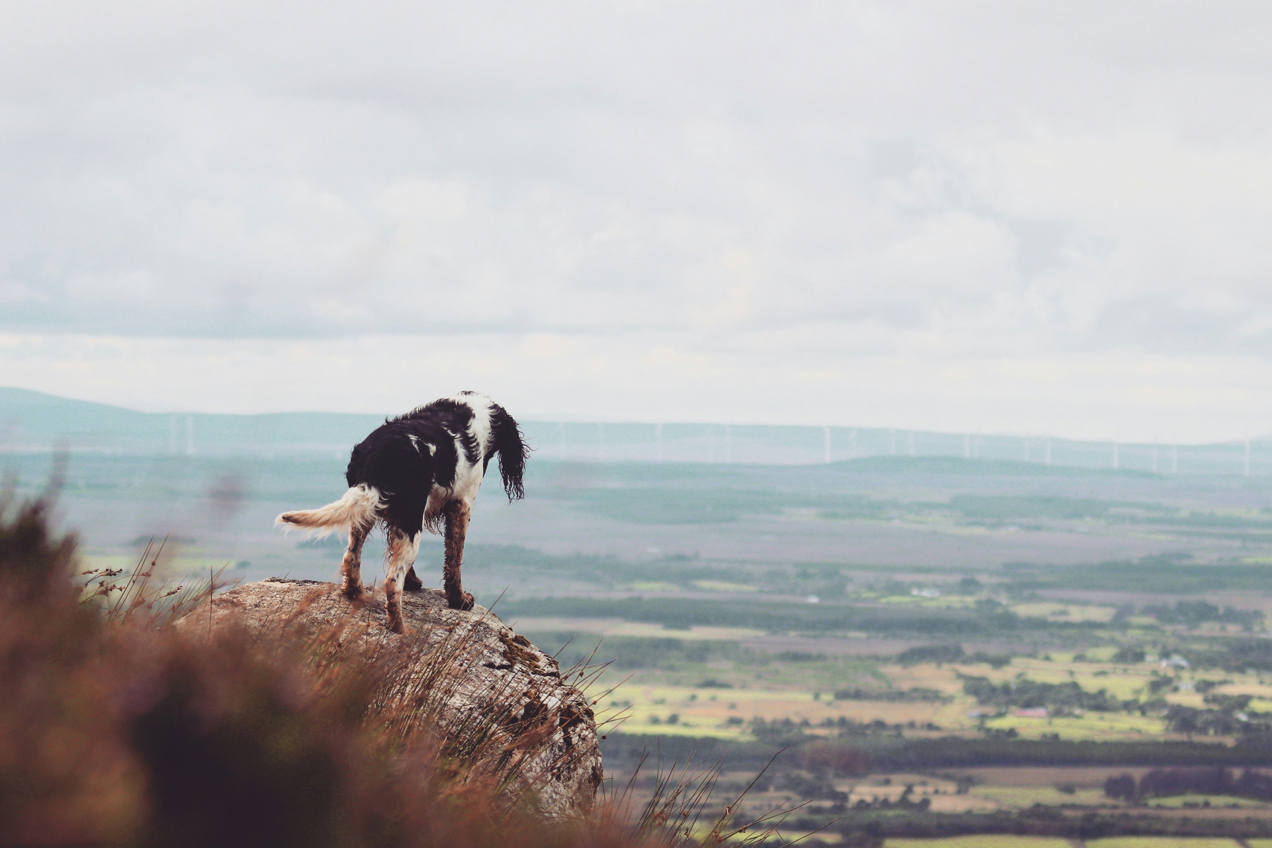 On the Edge: Border Collie Scans a Wind-Swept Valley