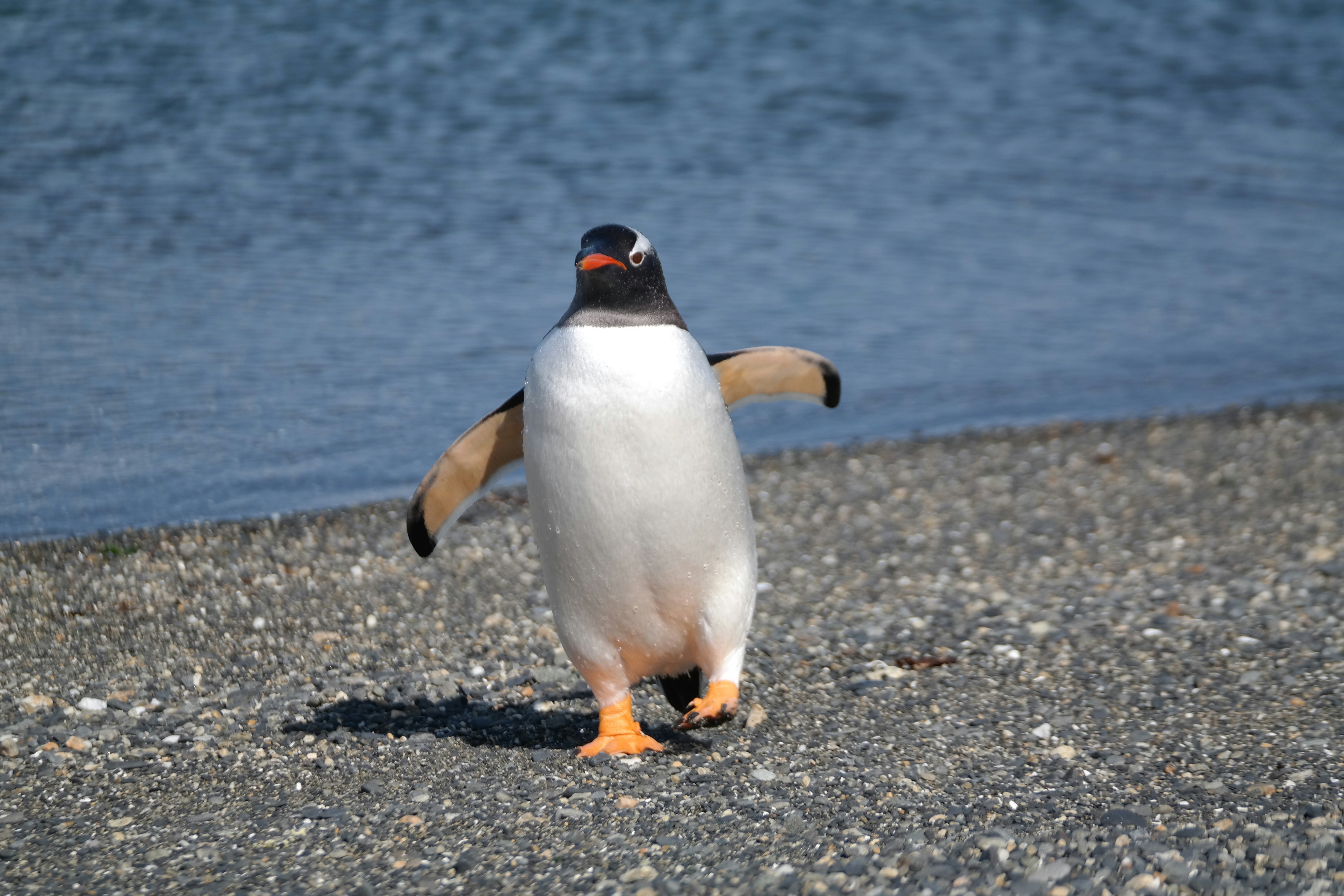 A penguin walking on a beach next to the water photo – Free Ushuaia ...