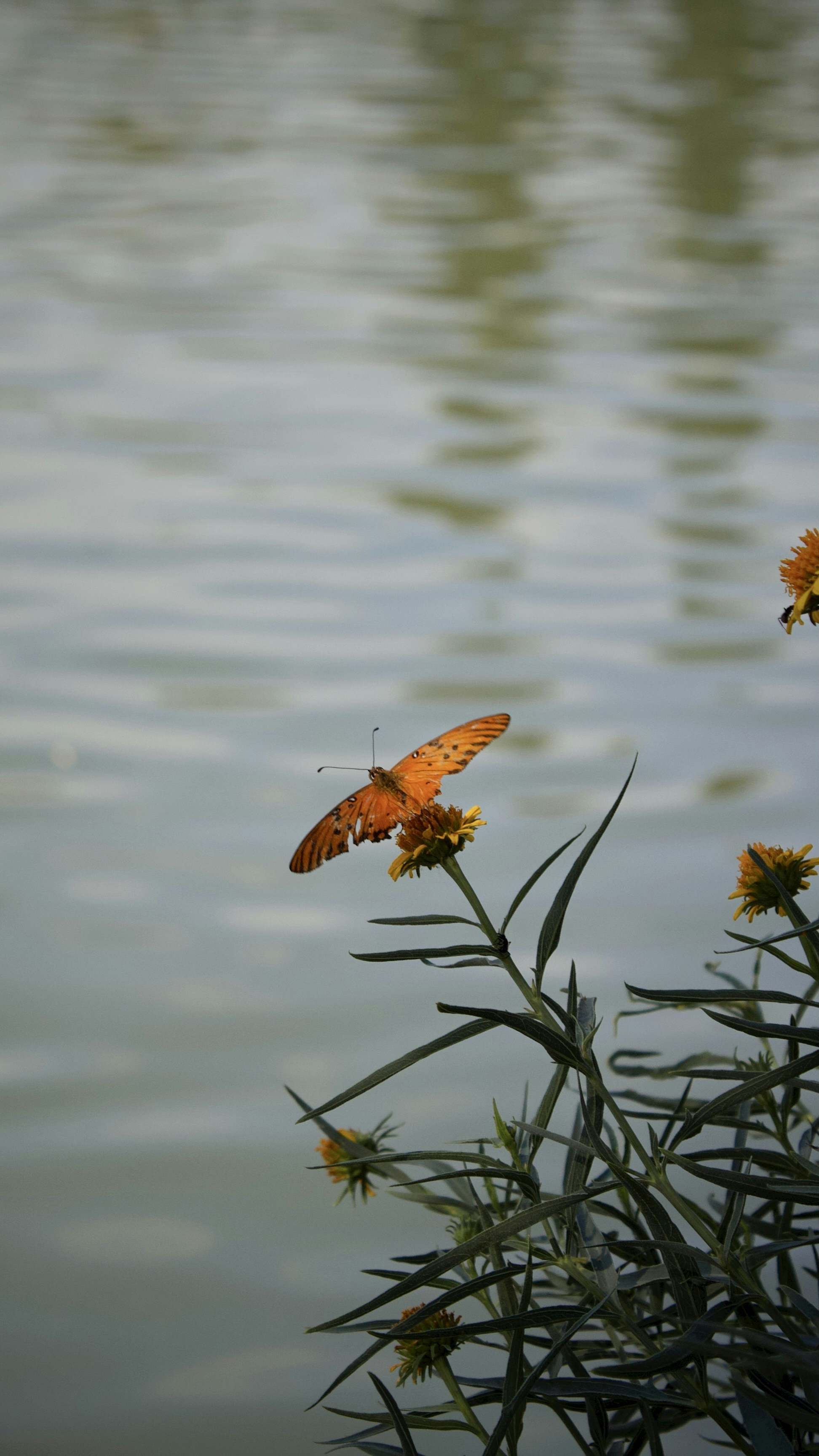Whispers of Nature: The Butterfly's Embrace