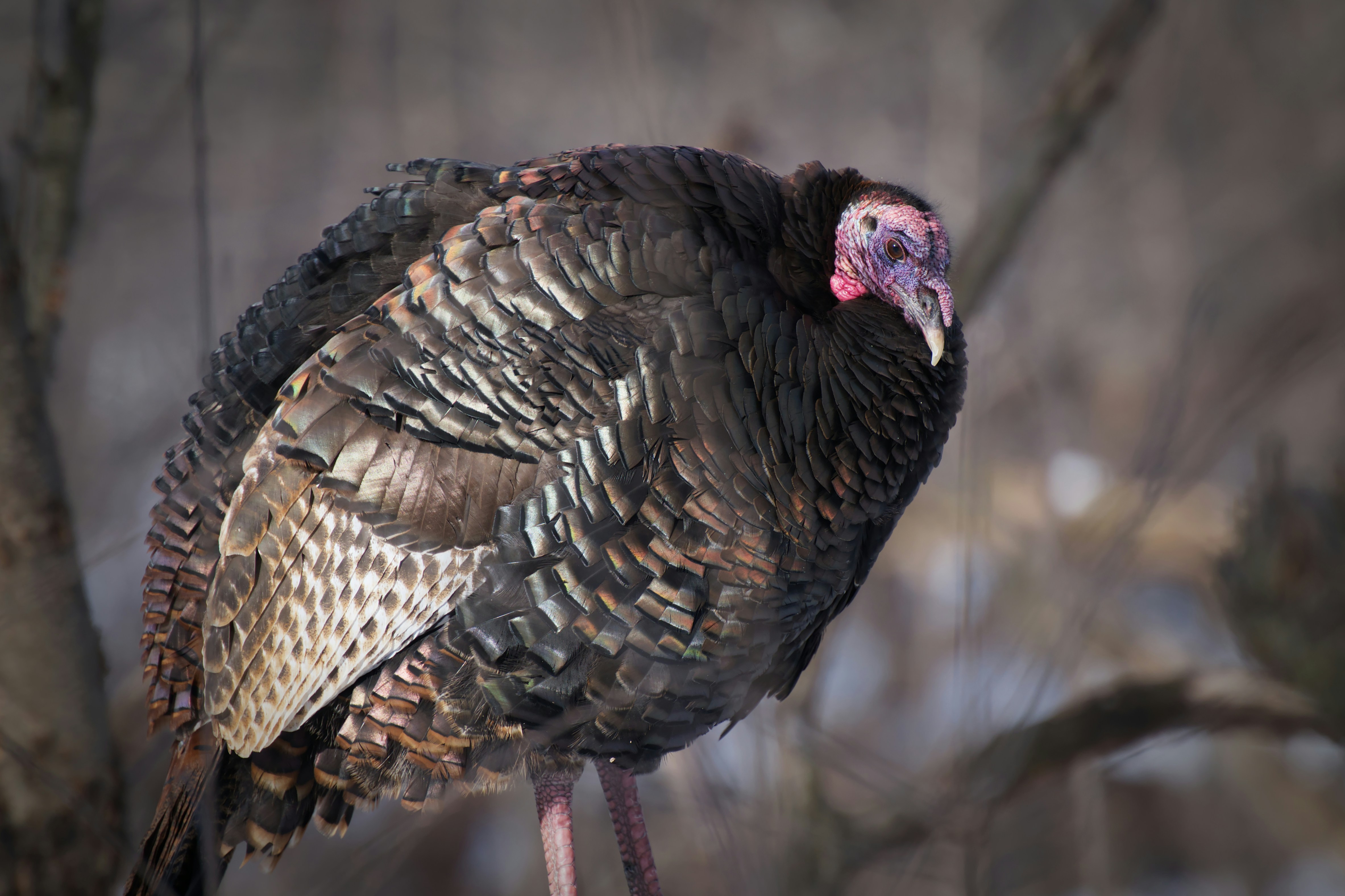 A large turkey standing on a tree branch photo – Free Parc-nature de la ...