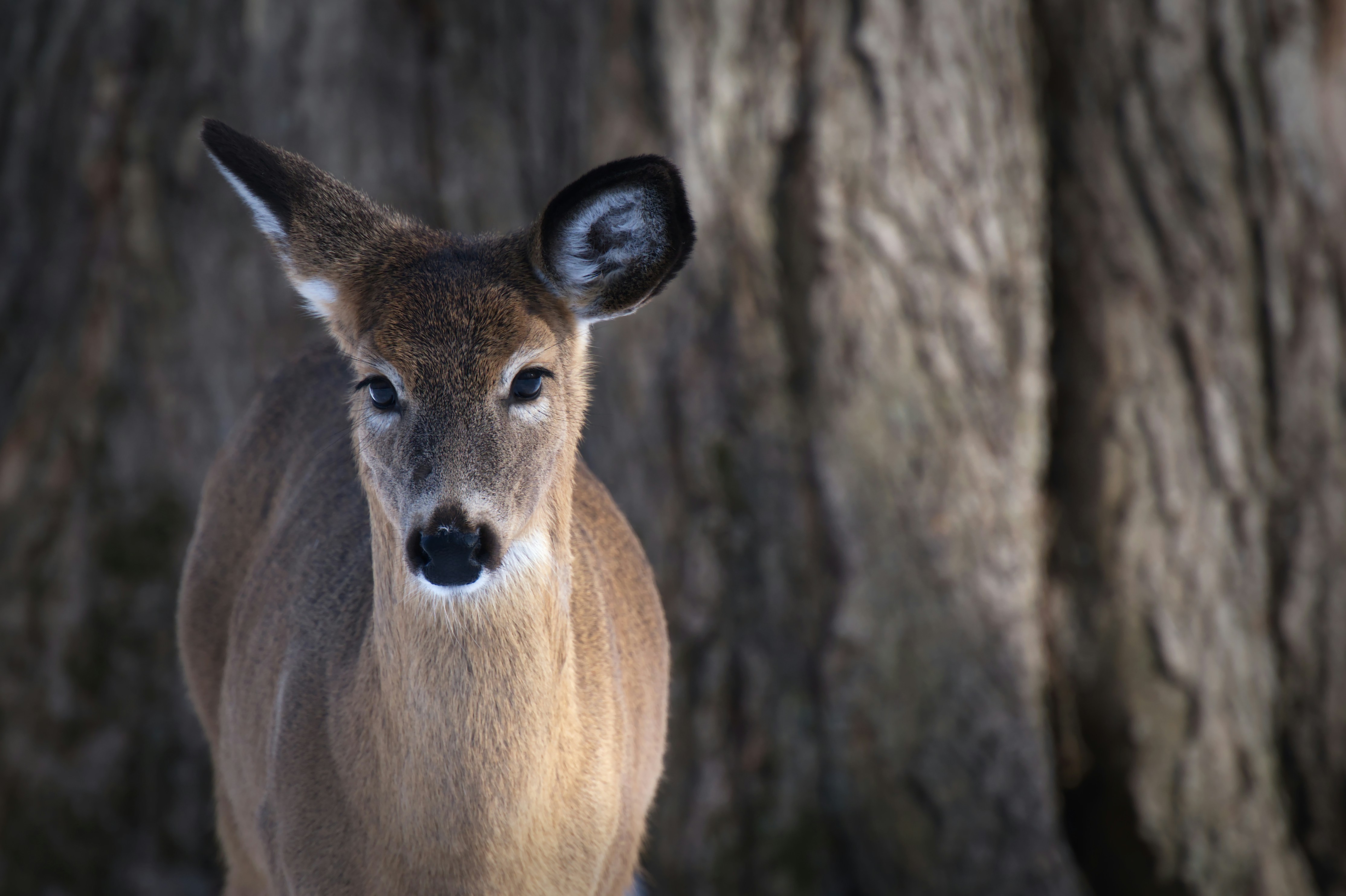 A close up of a deer near a tree photo – Free Sherbrooke street east ...