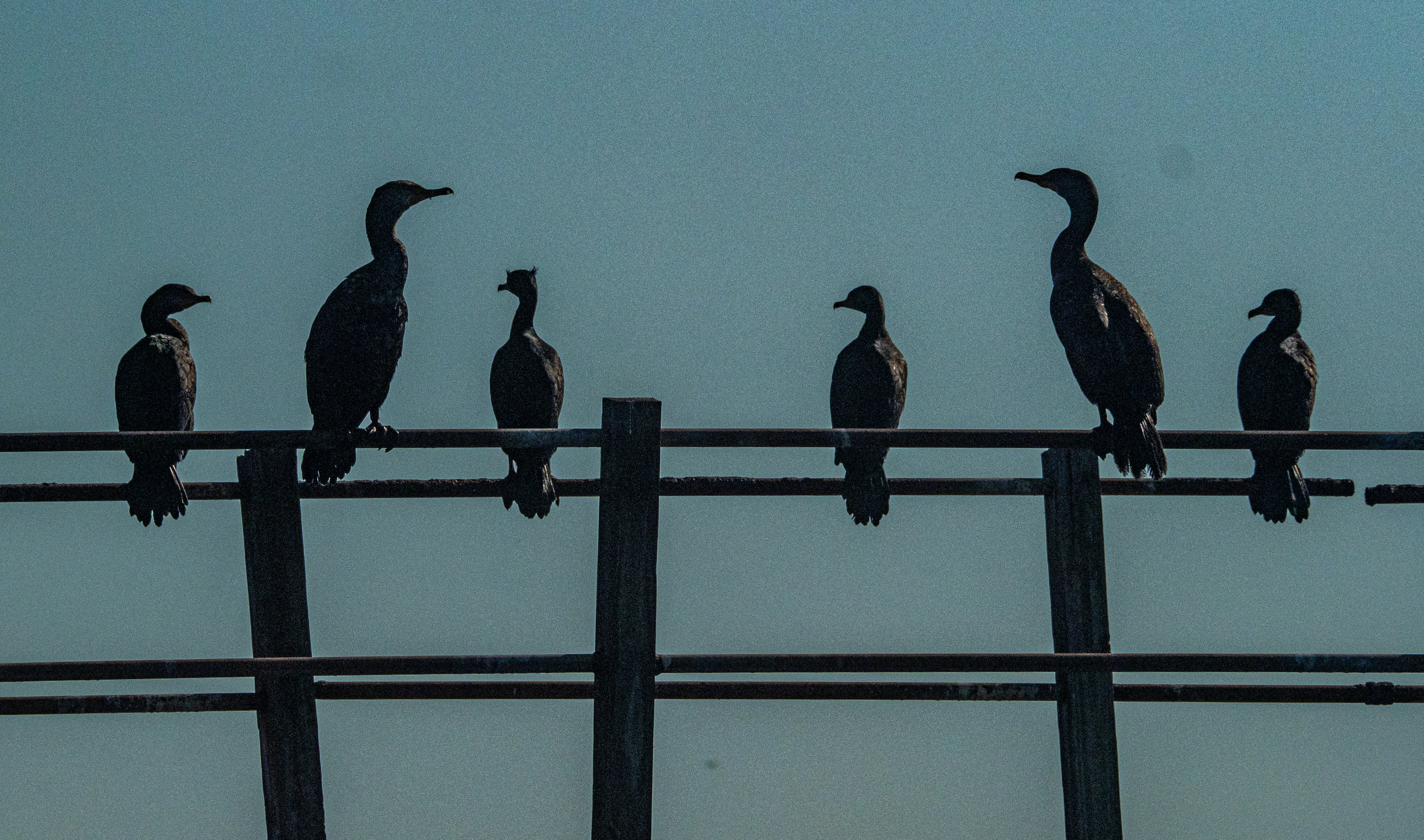 Row of silhouetted cormorants perched along a rail at dusk