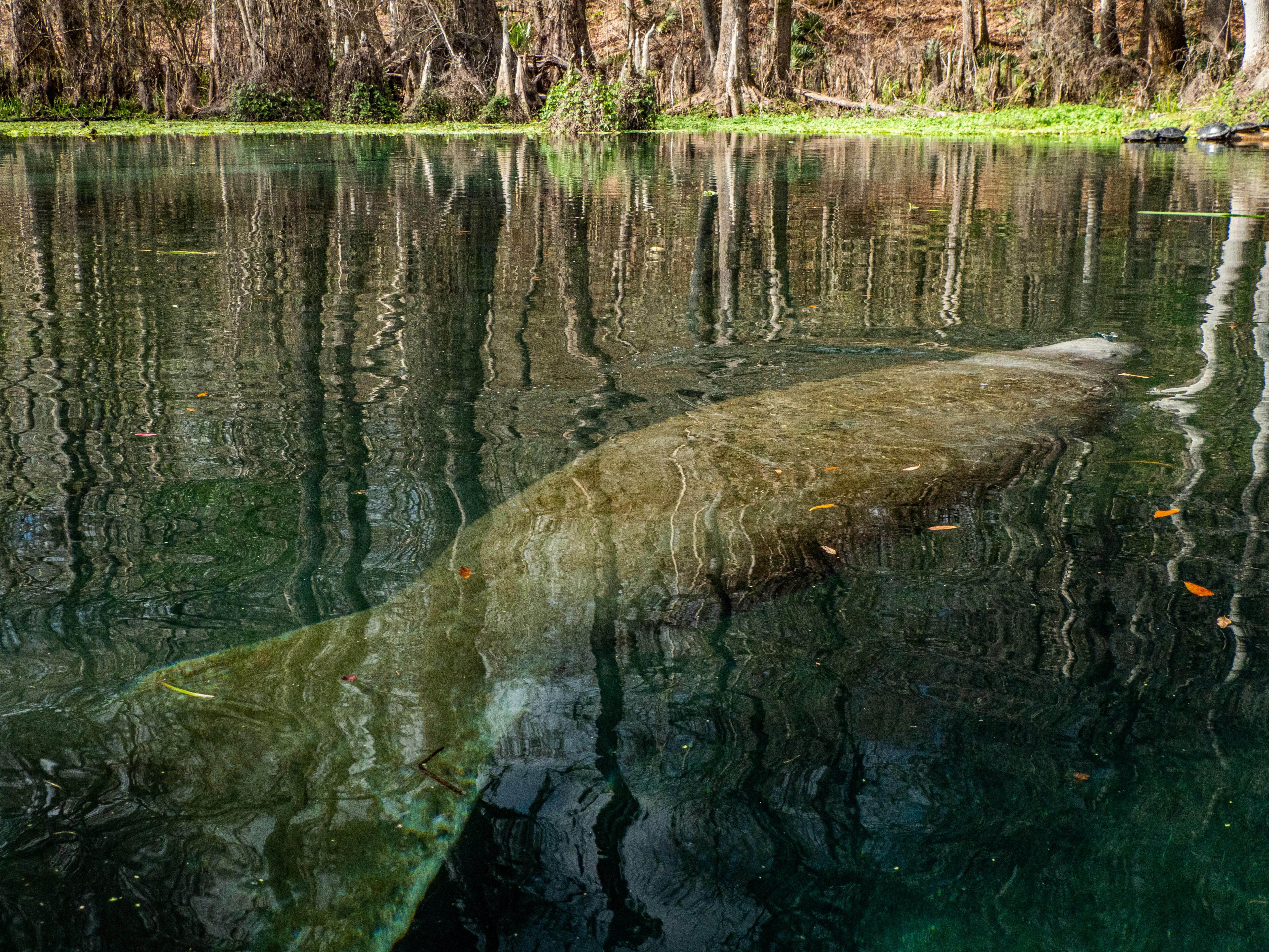 Veiled River Giant: An Underwater Glide Among Forest Reflections