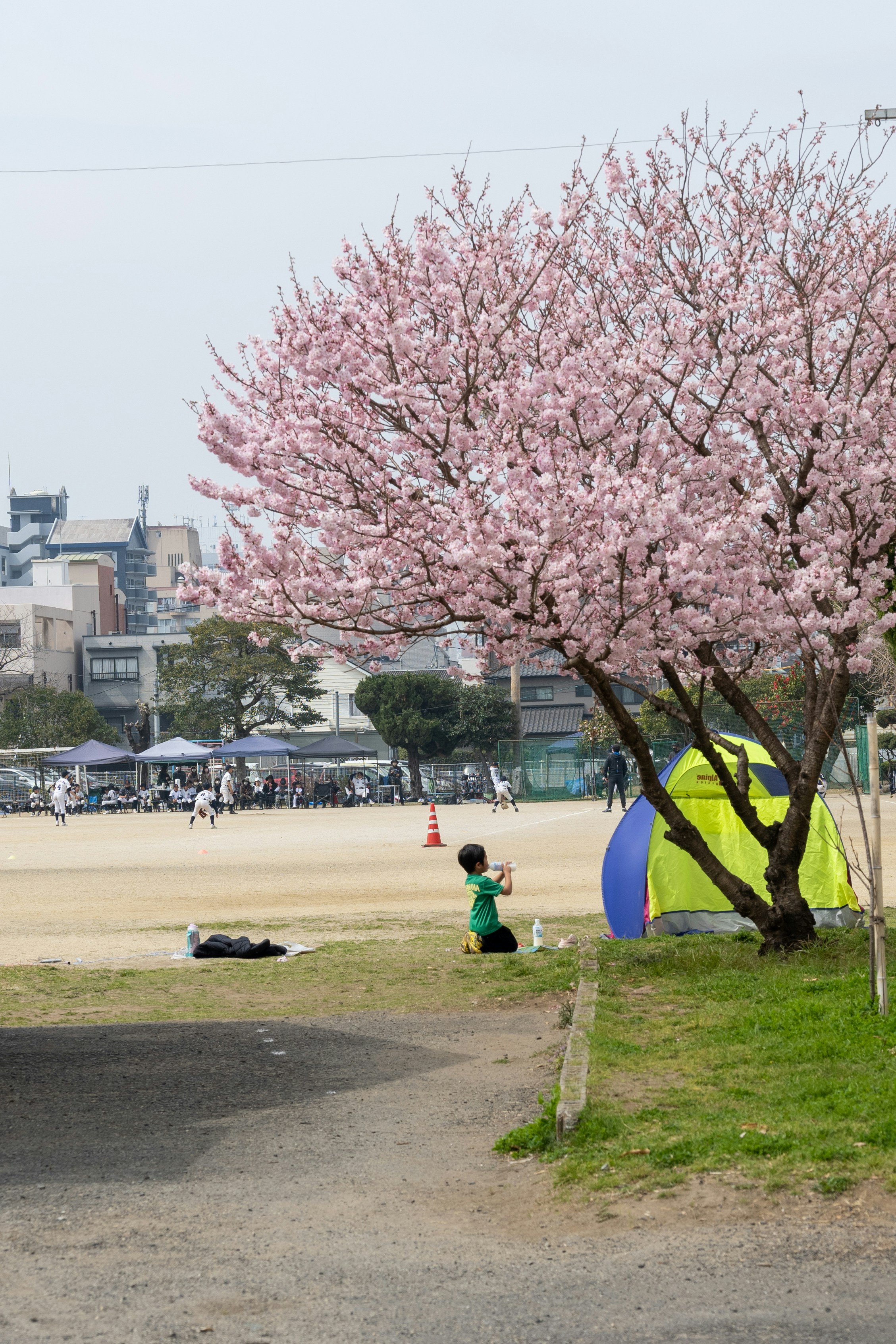 Pink Blossom Oasis at the Park Edge