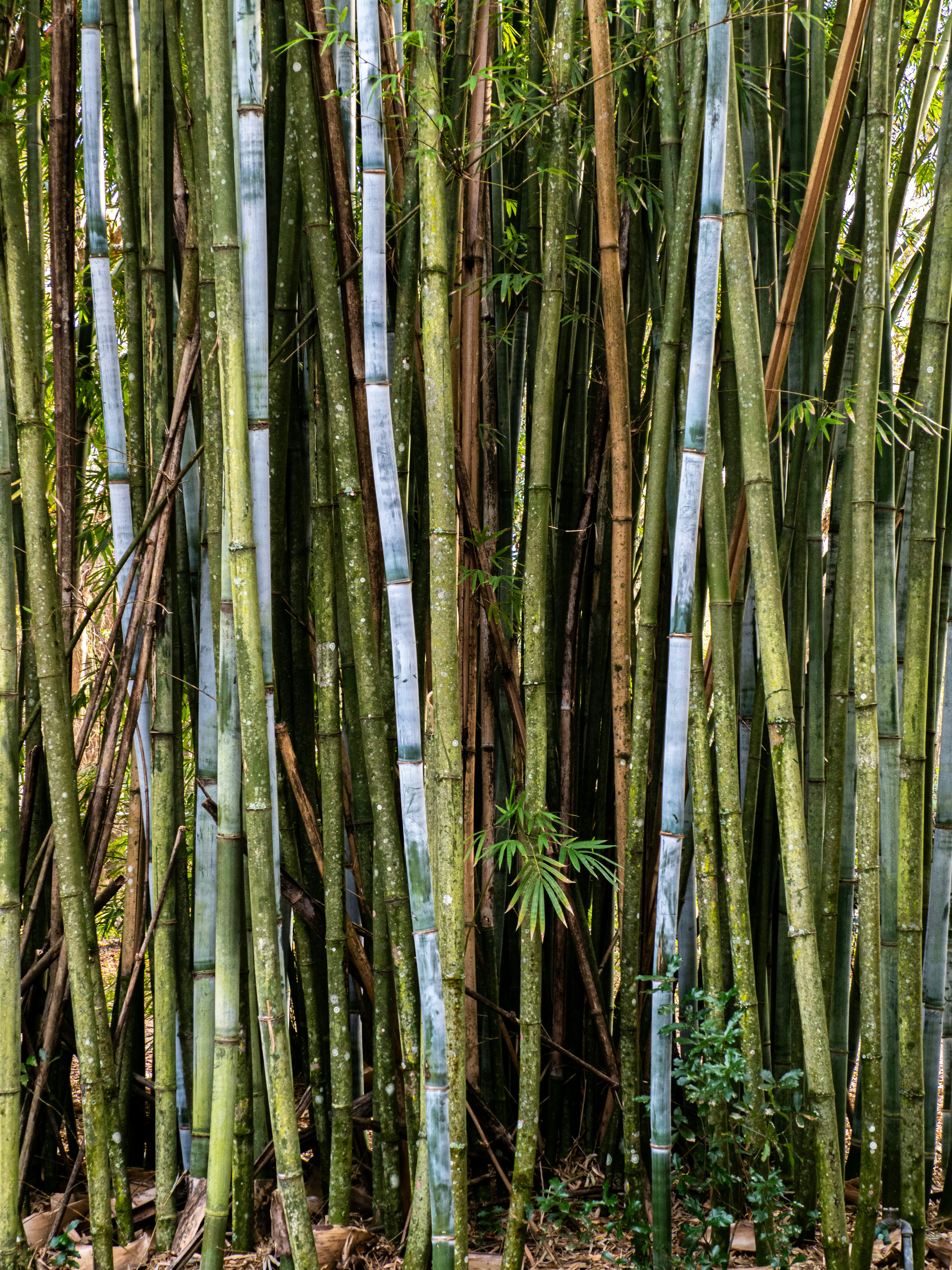 A group of tall bamboo trees in a forest photo – Free Bamboo Image on ...