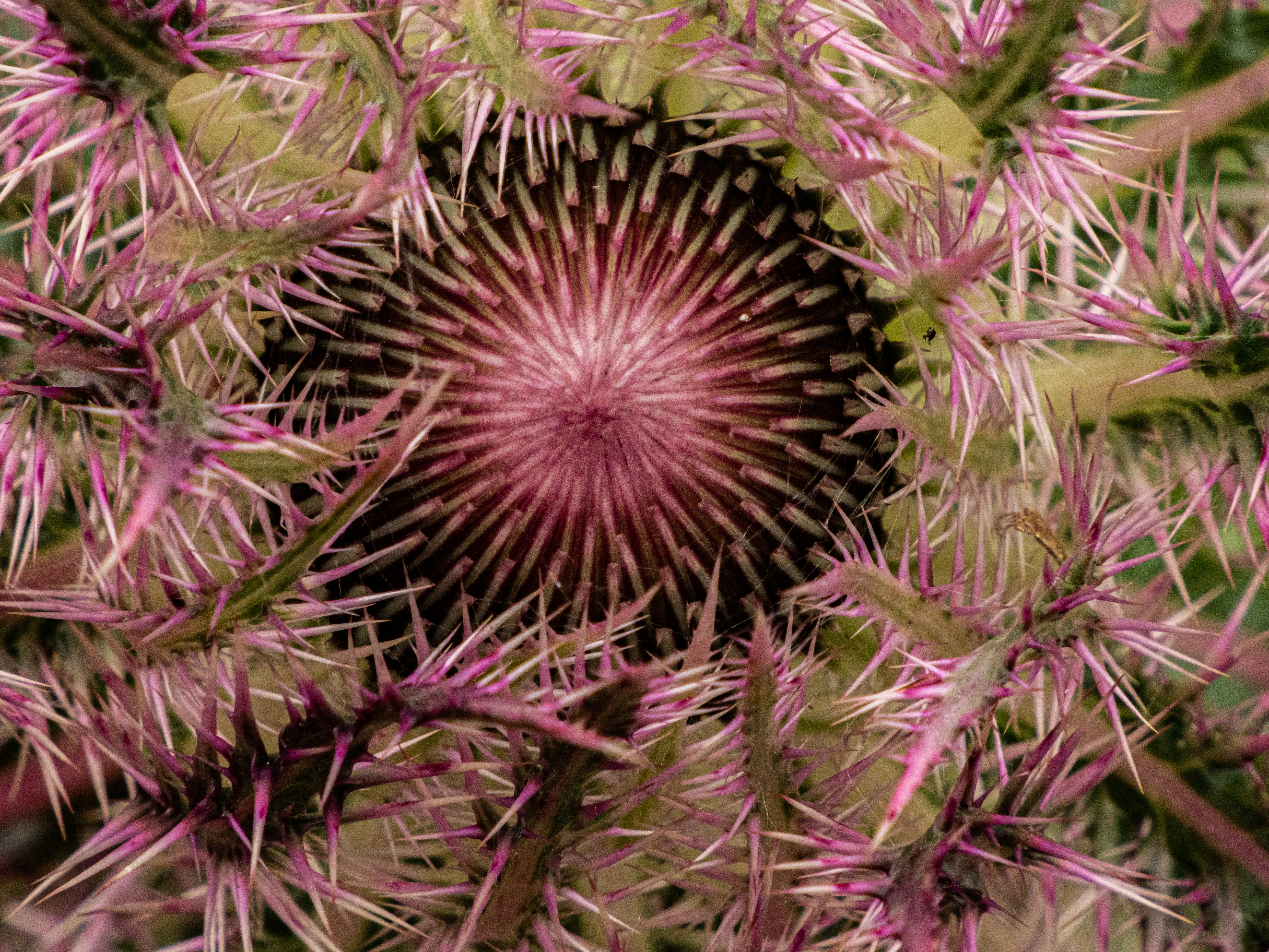 Spiral Crown at the Cactus Core