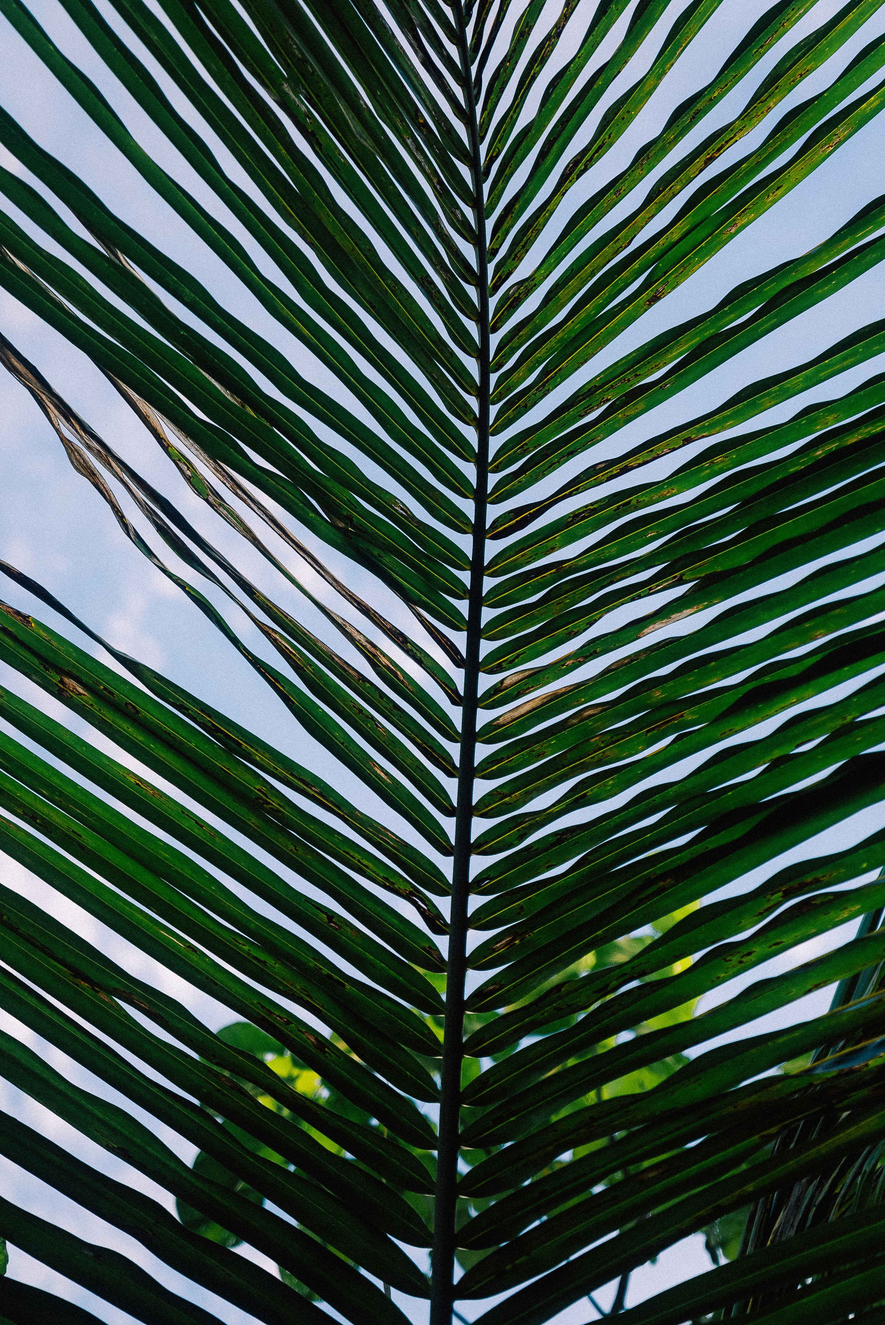 A close up of a palm leaf against a blue sky photo – Free Leaf Image on ...