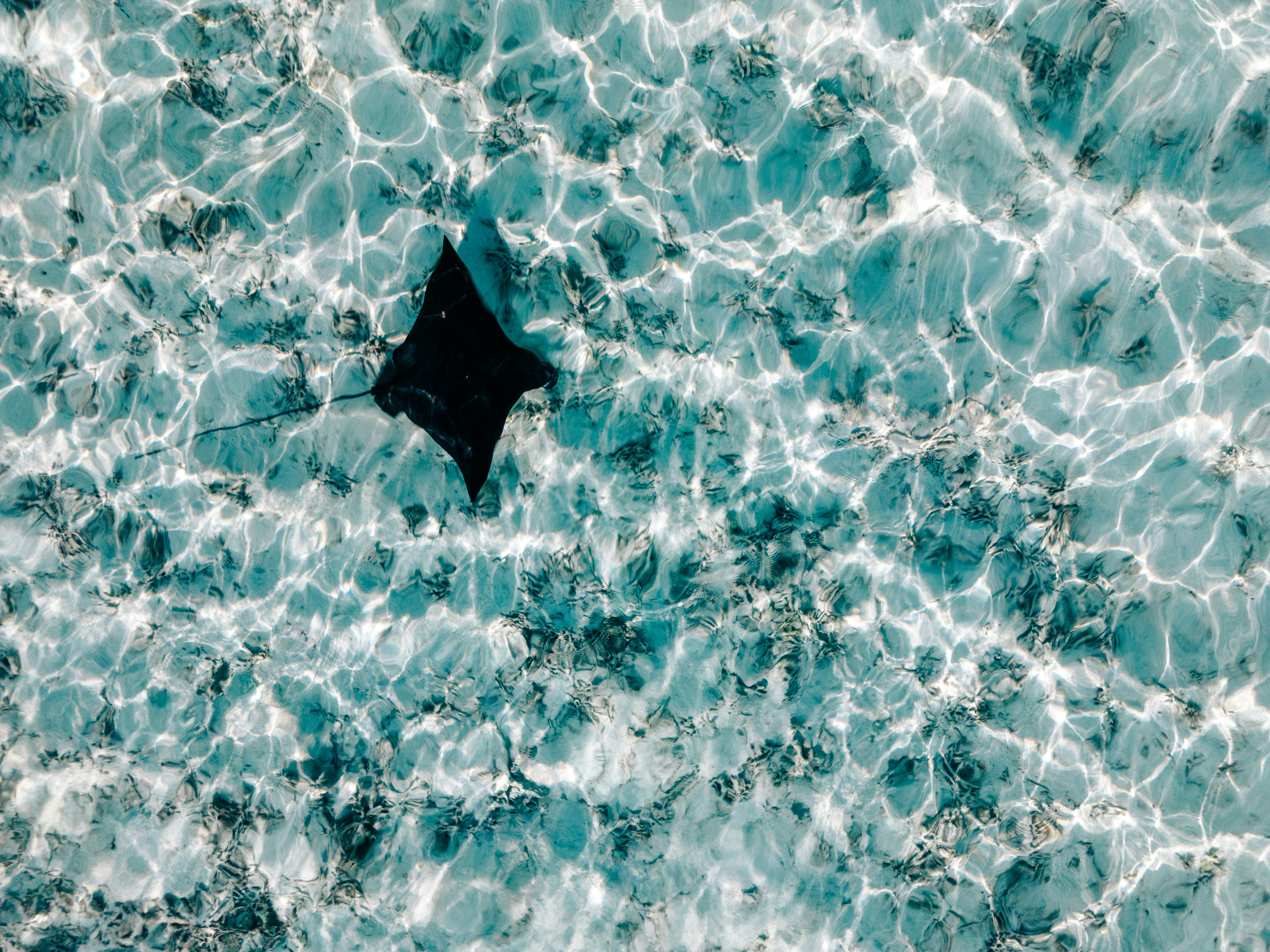 A black object floating on top of a body of water photo – Free Outdoors ...