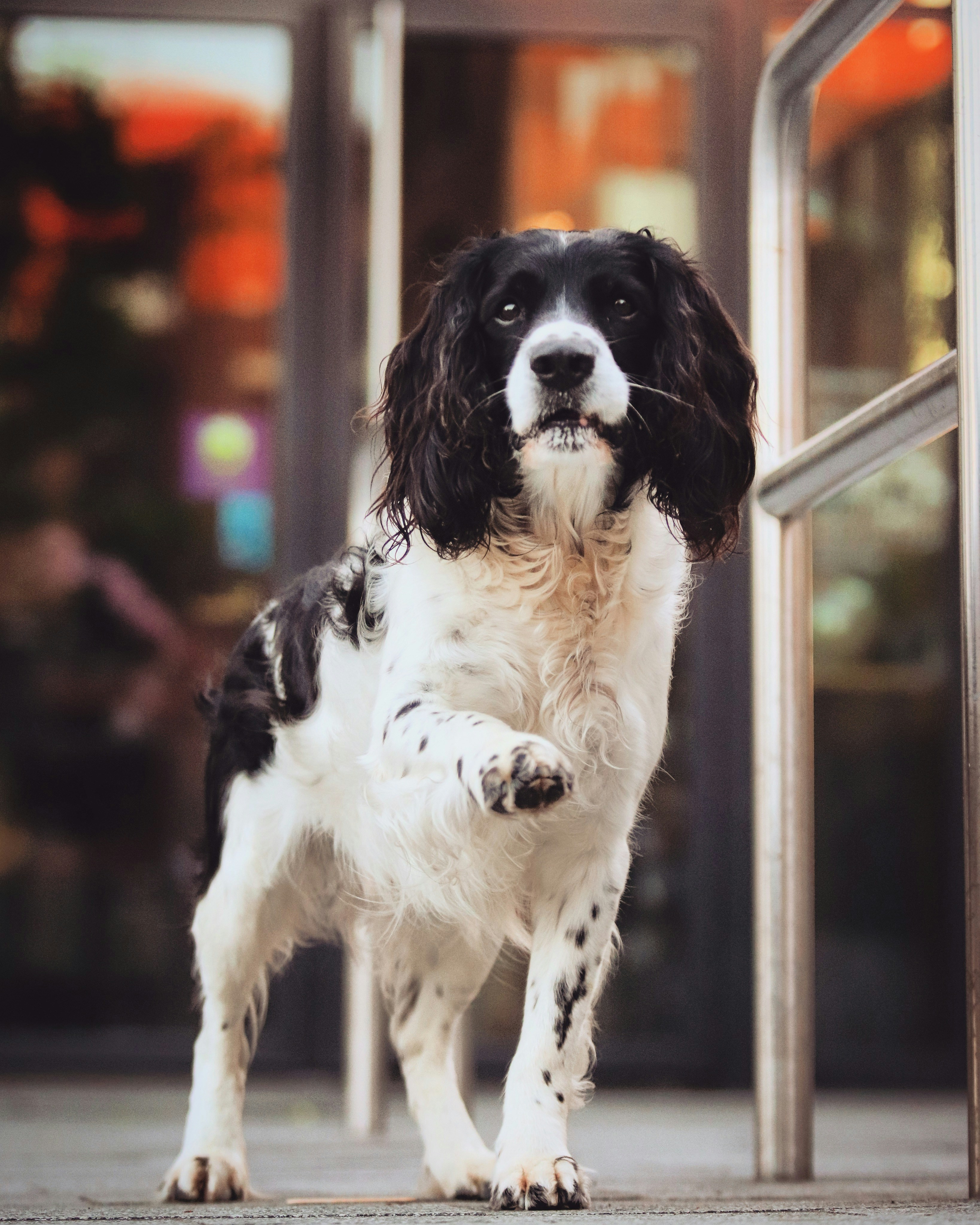 Charging Spaniel at the City Steps