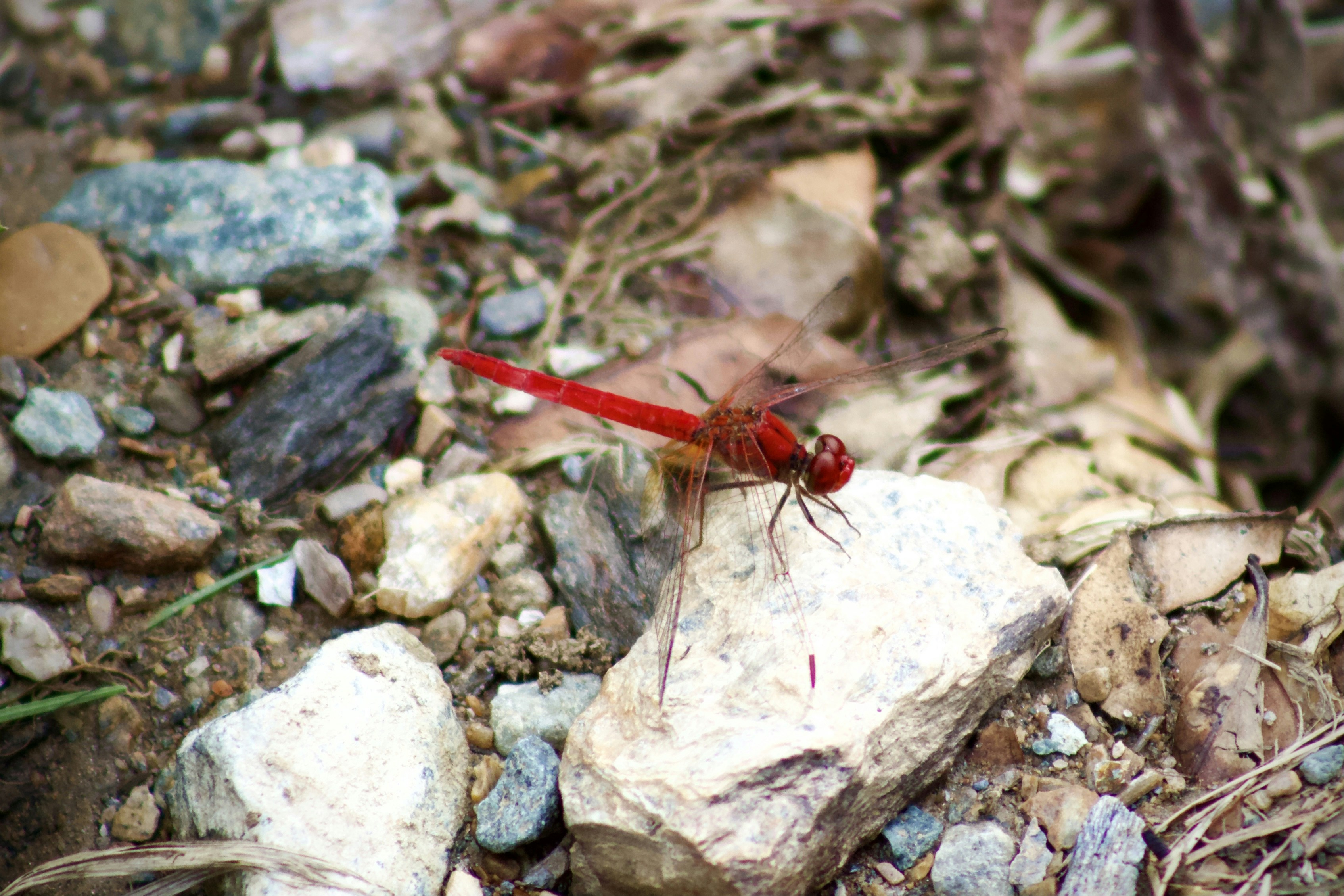 A red dragonfly resting on a rock.