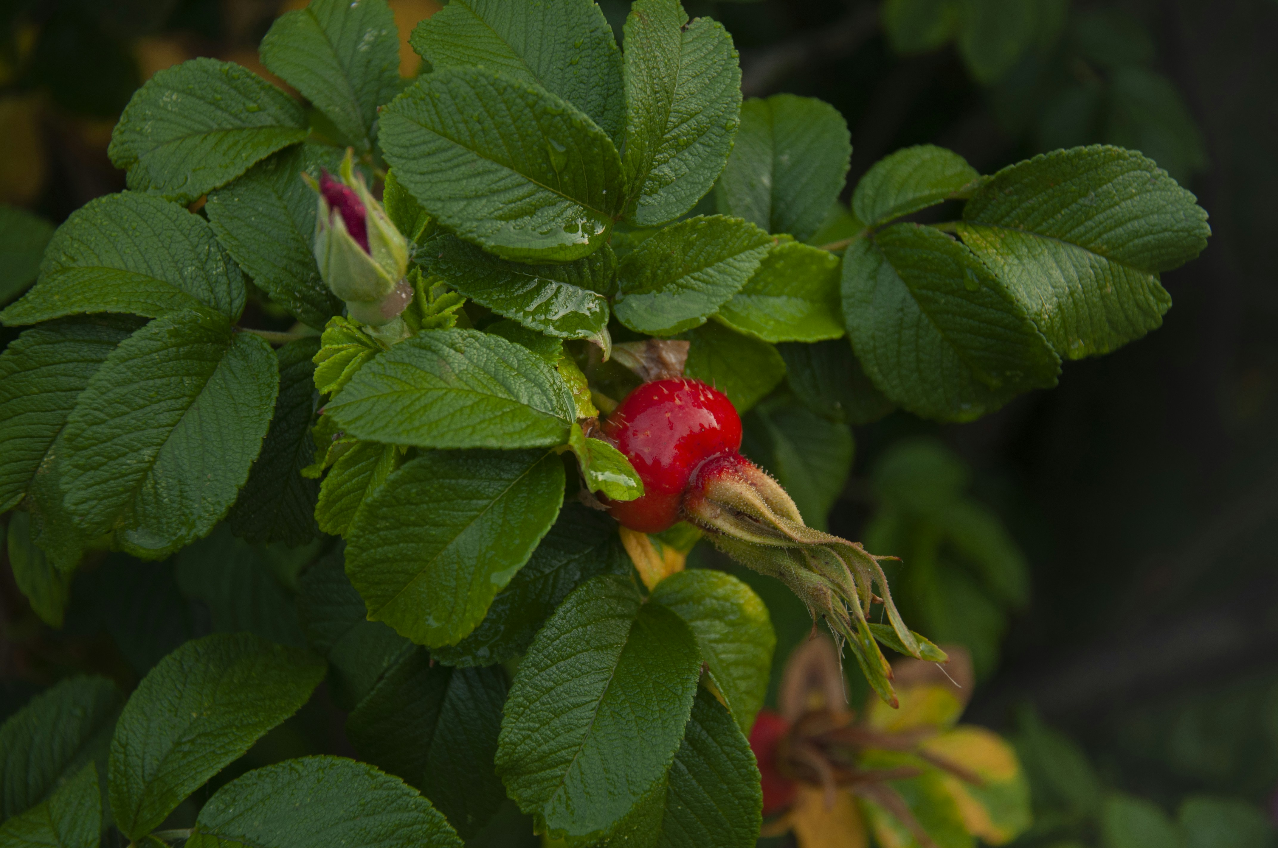 Red Berry Amid Green Bables: A Quiet Rose Hip Moment