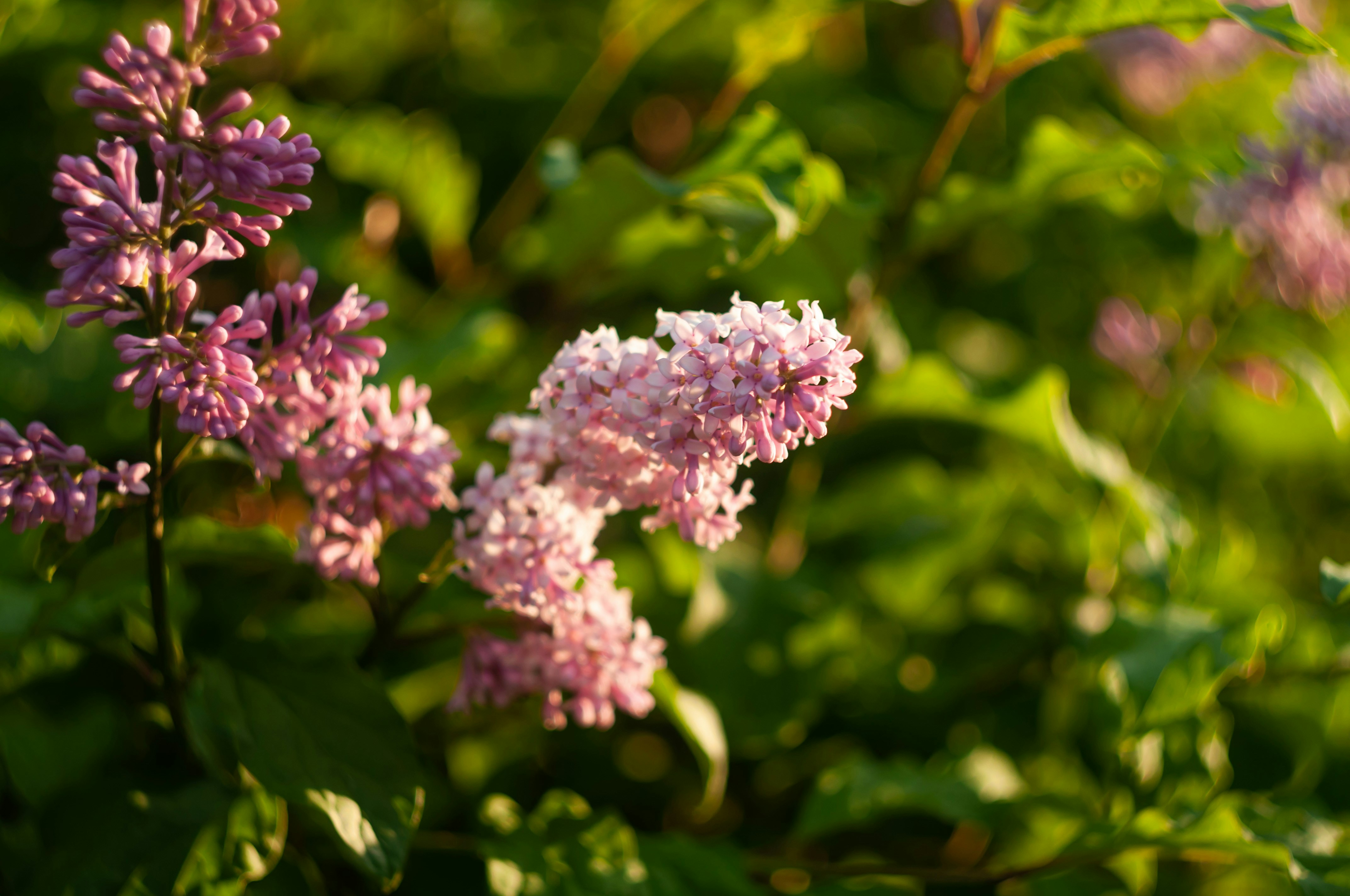 Lilac sprig among foliage