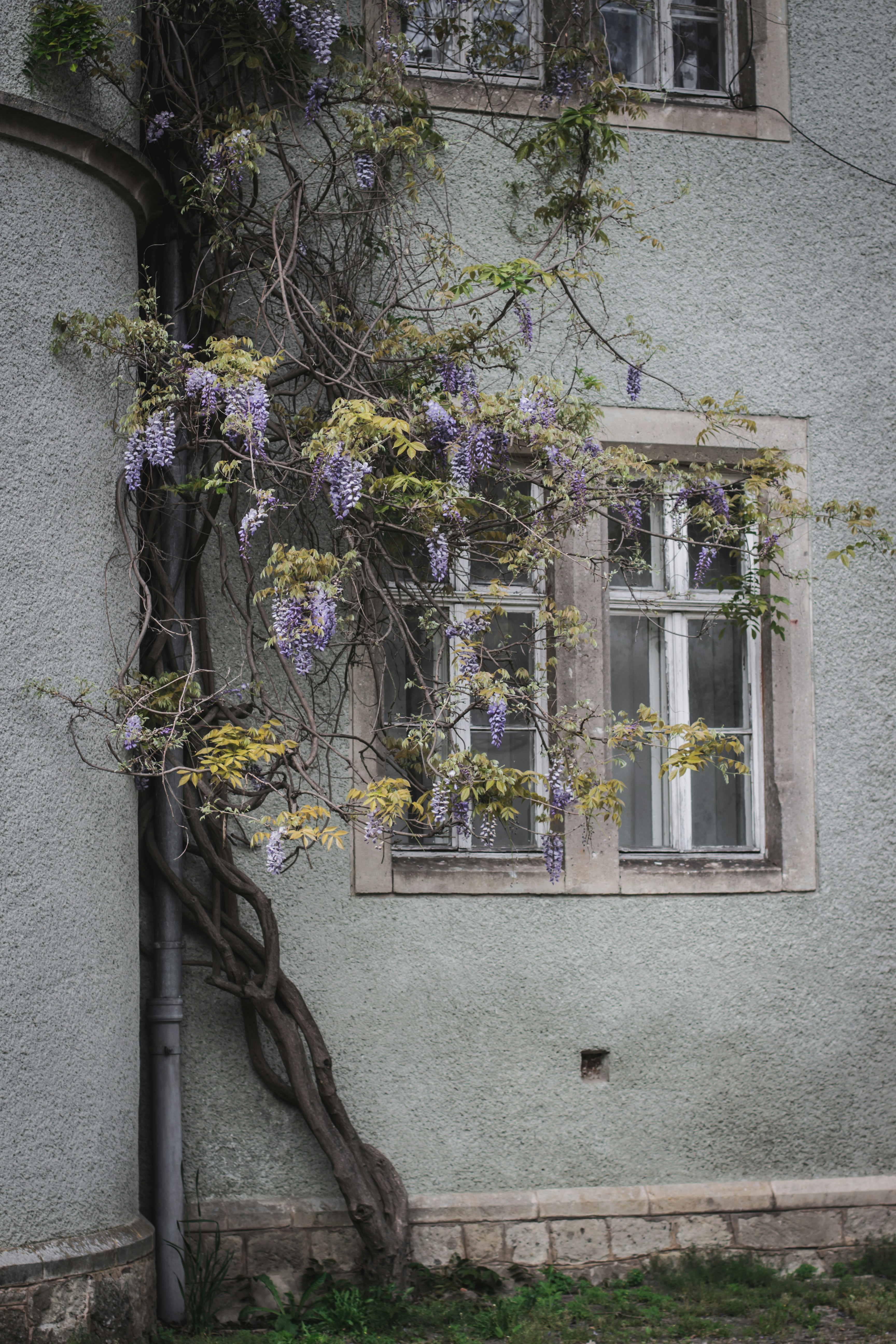 a tree that is next to a building