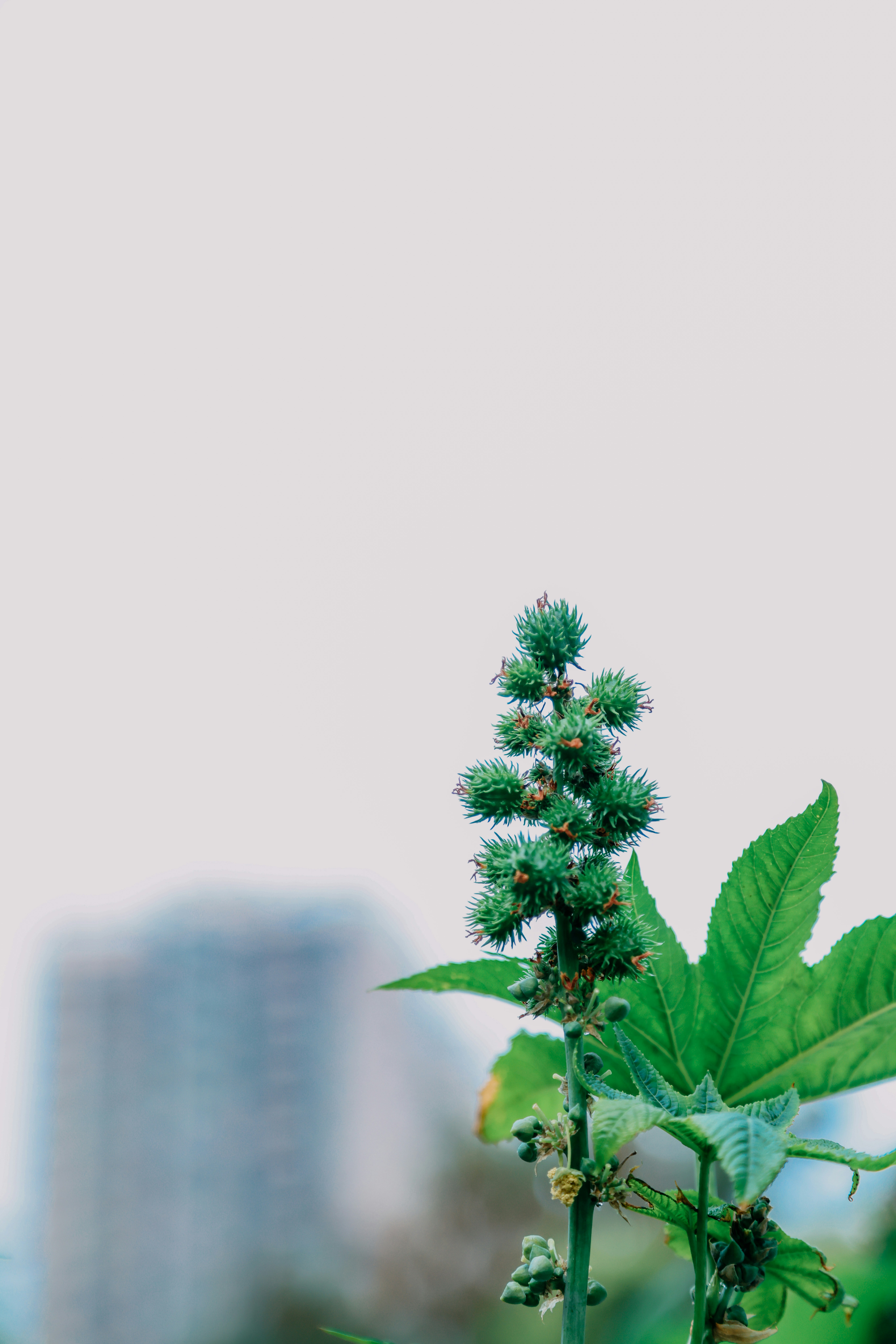 Emergent Plant Spike Reaching Toward a Pale Sky