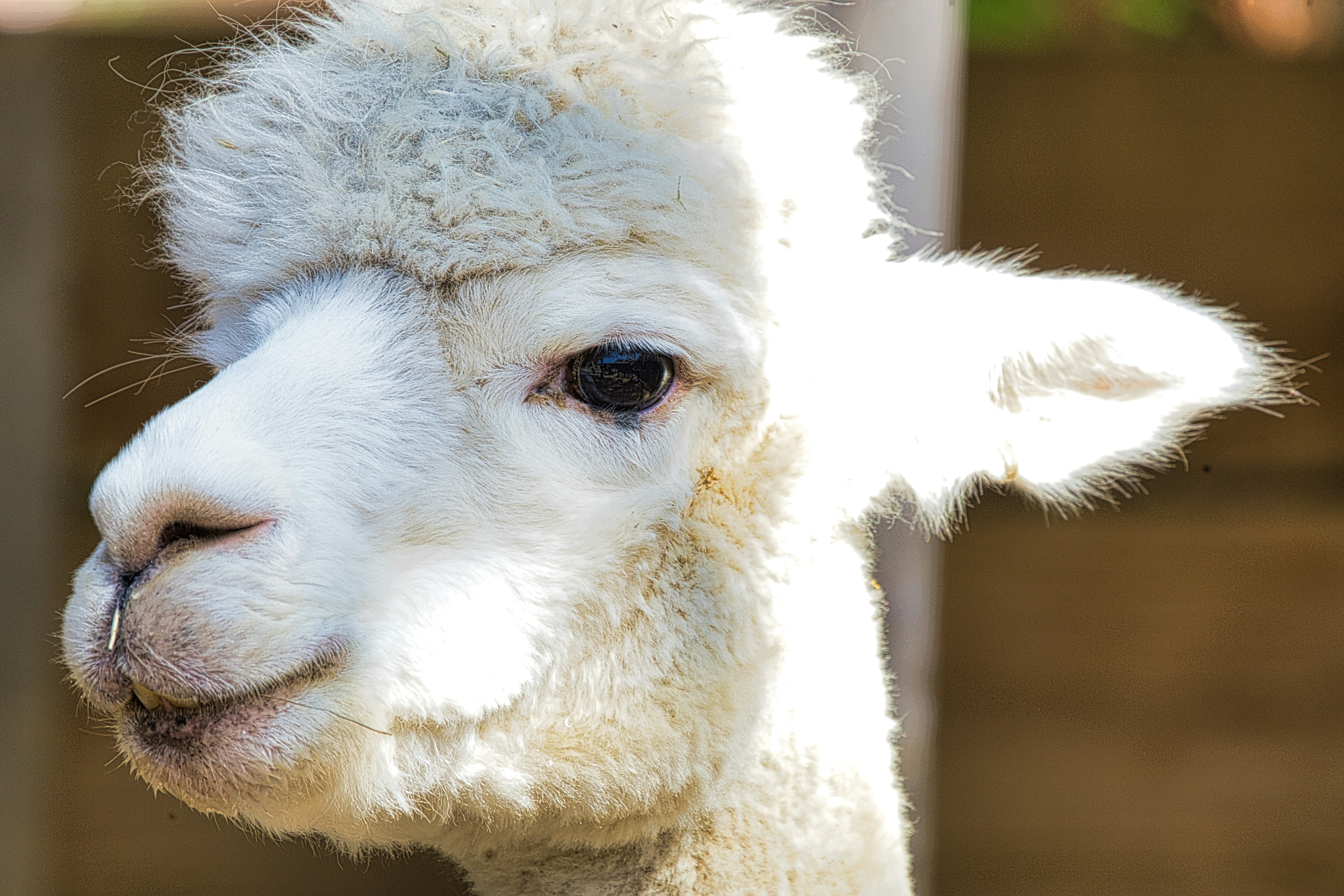 A close up of a sheep with a blurry background photo – Free Animal ...