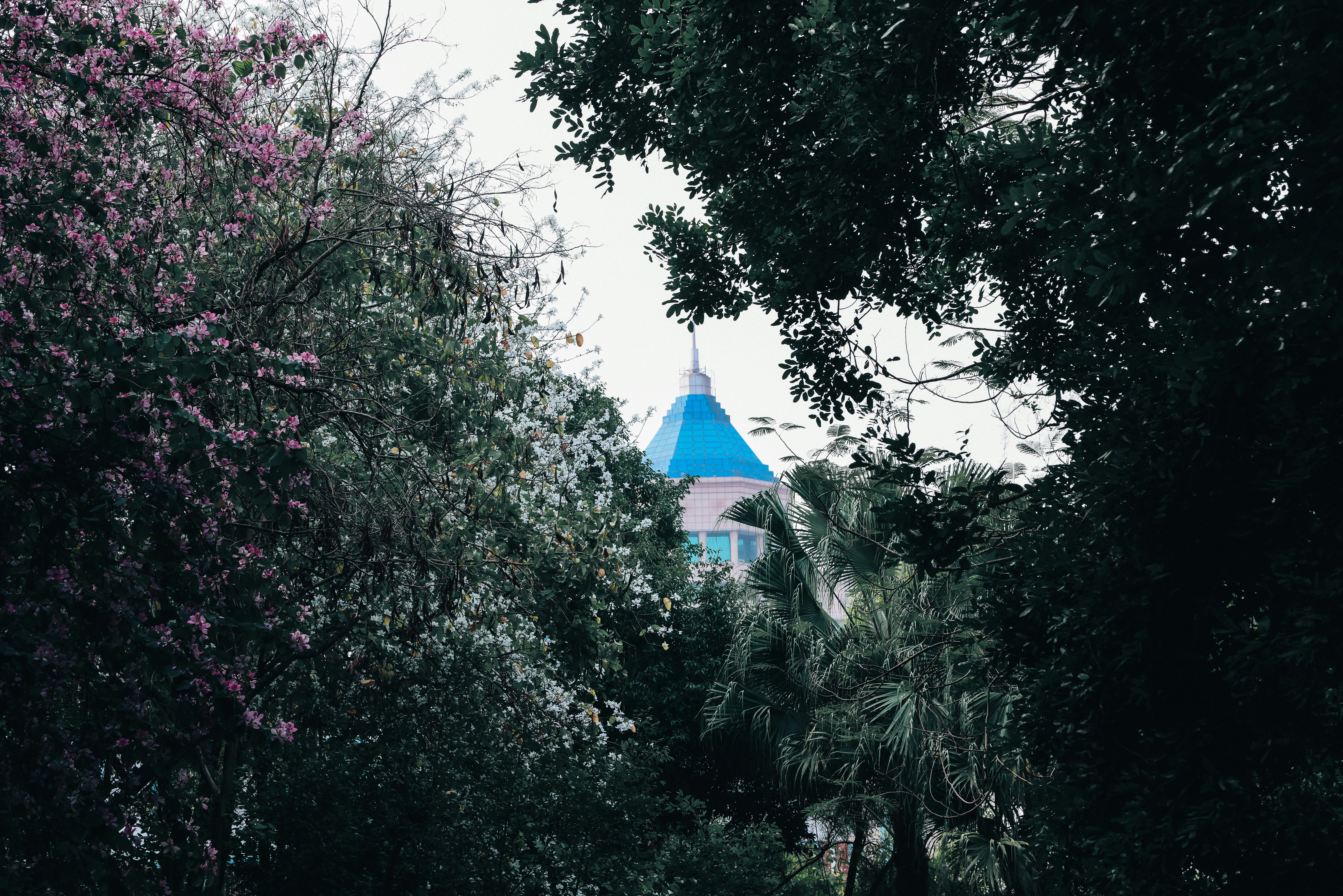 Azure Roof Emerges: A Hidden House Among Spring Canopy