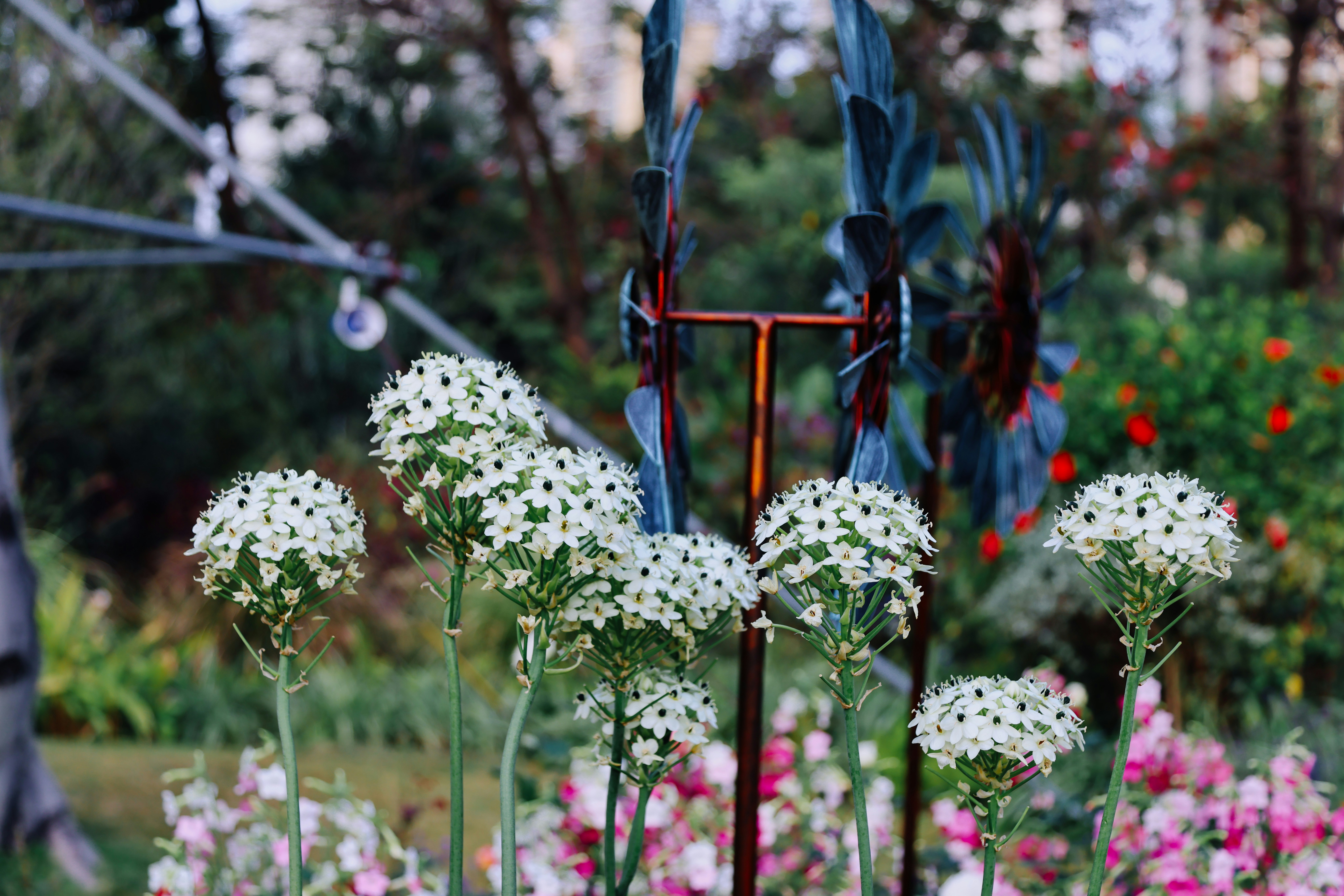 White Florals Stand Guard Before a Blue-Ribboned Garden Frame