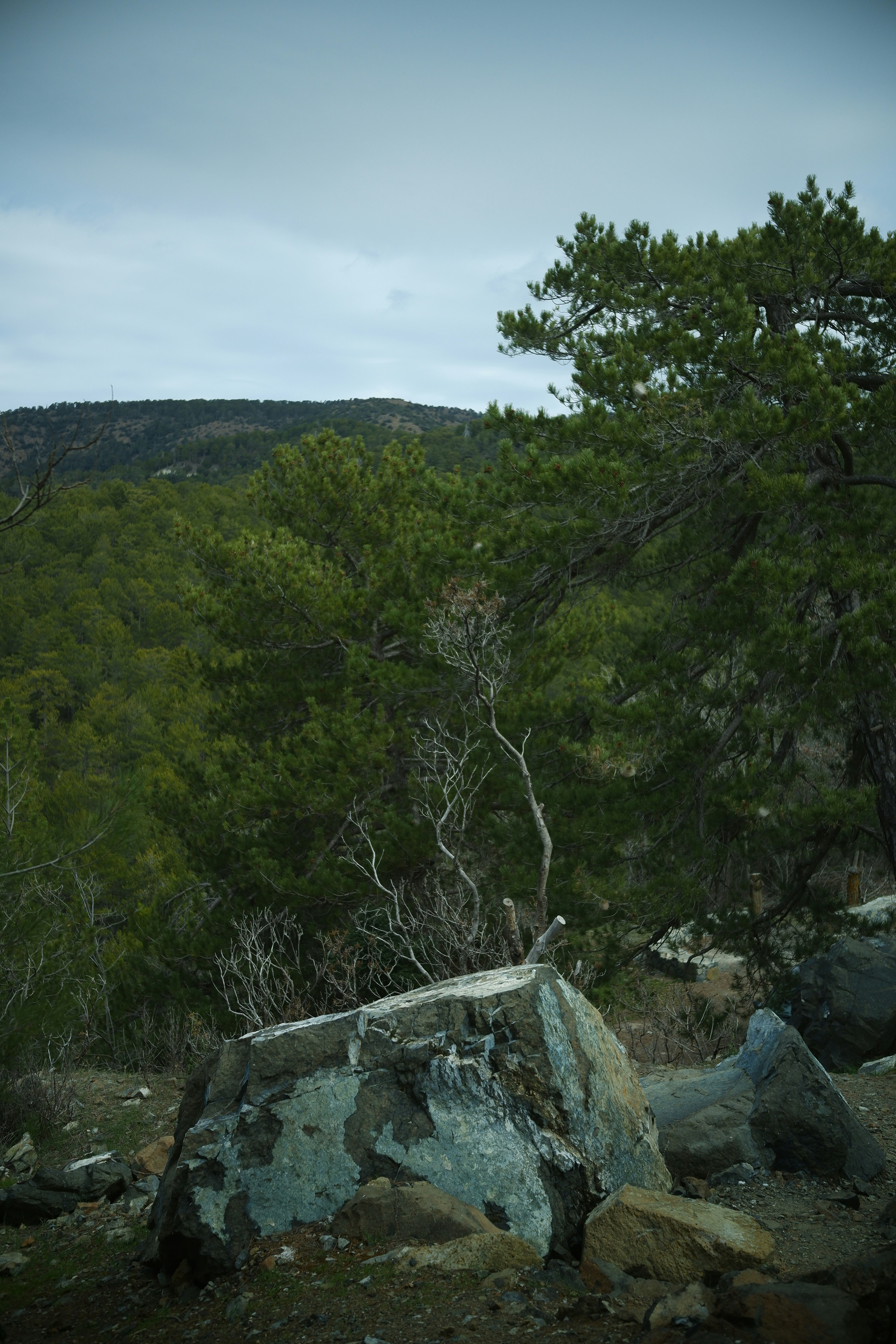 Nature's Silent Sentinel