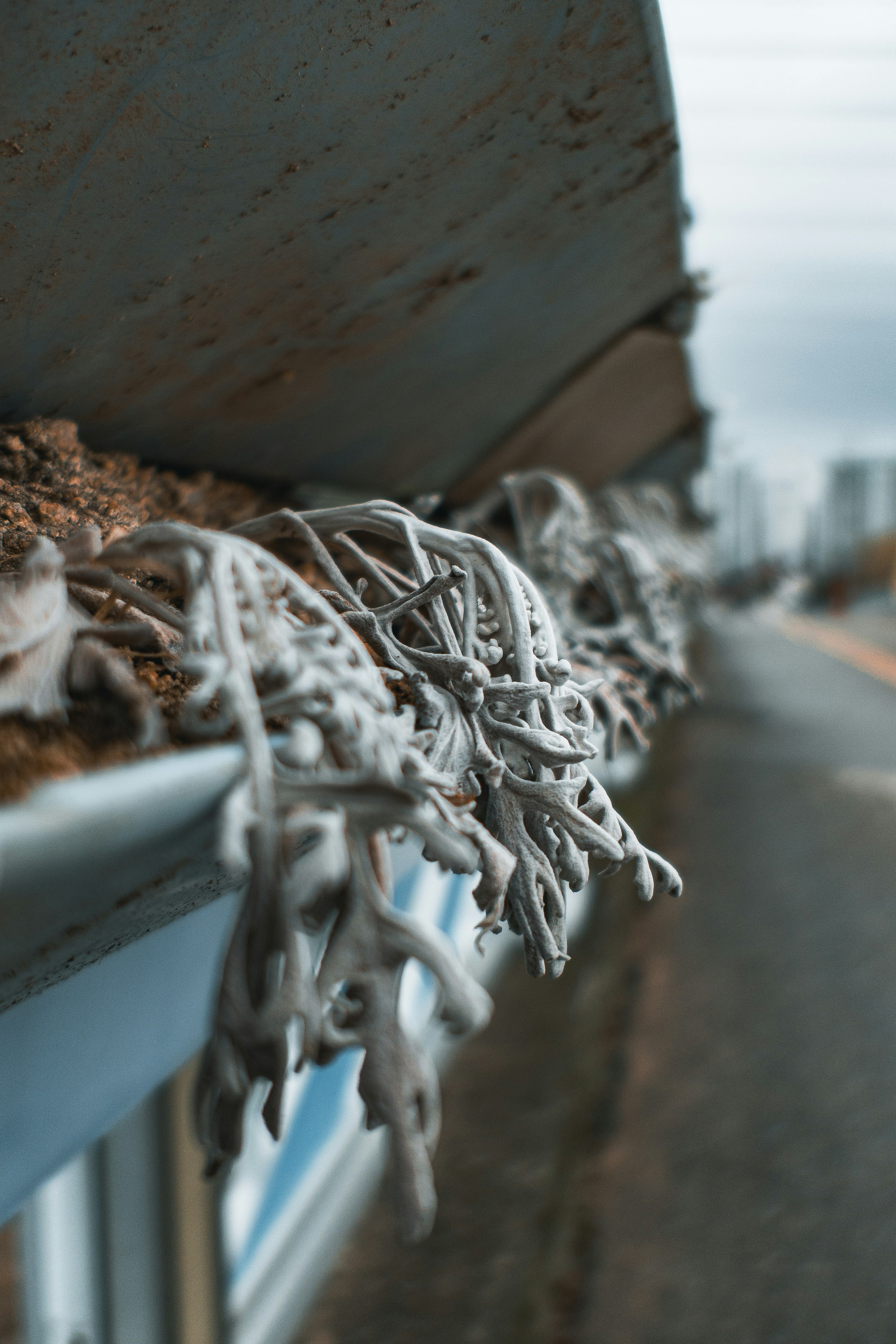 Frayed seaweed and rust along a weathered urban railing