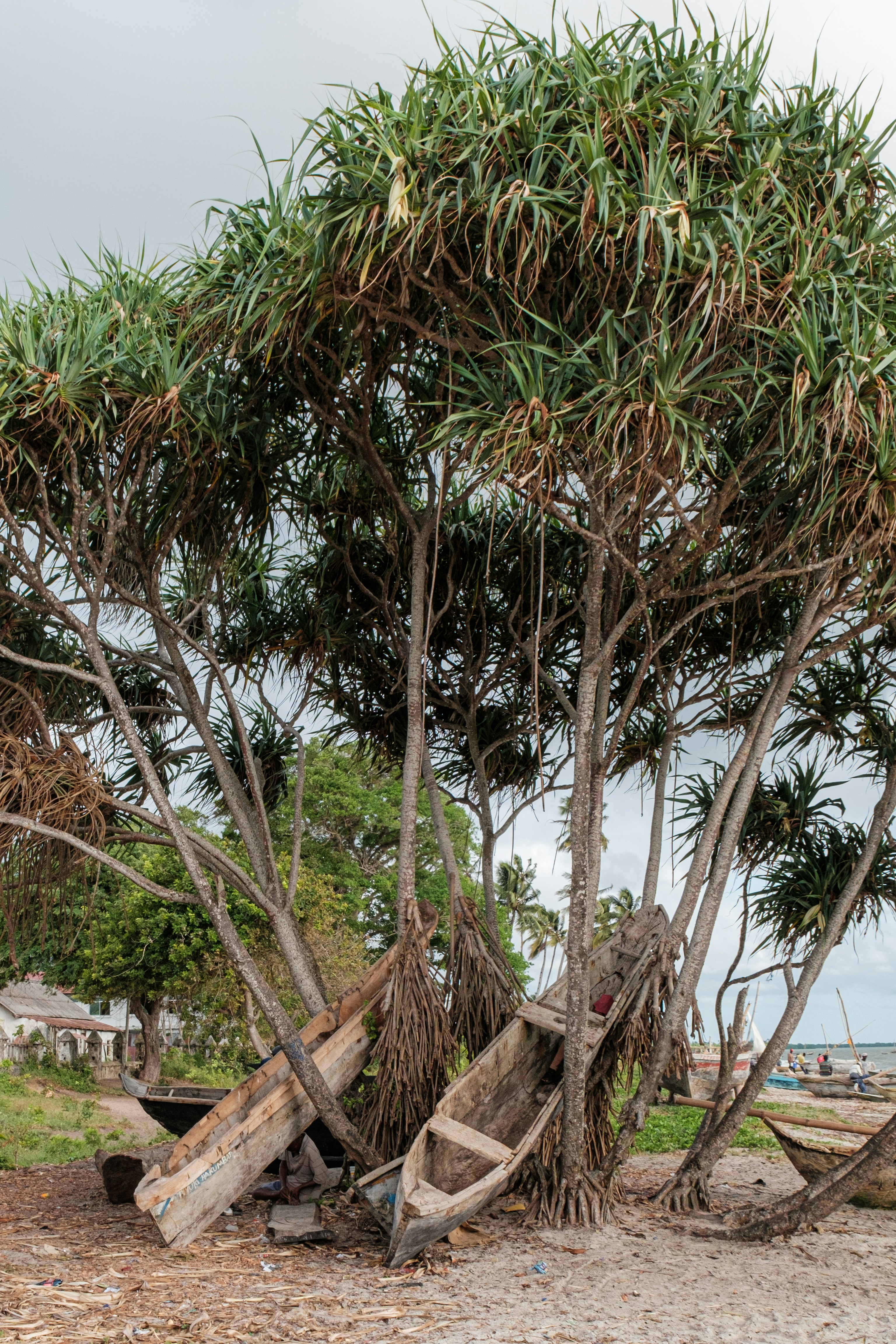 Rooted by the Shore: Twin Canoes Under a Canopy of Brave Trees
