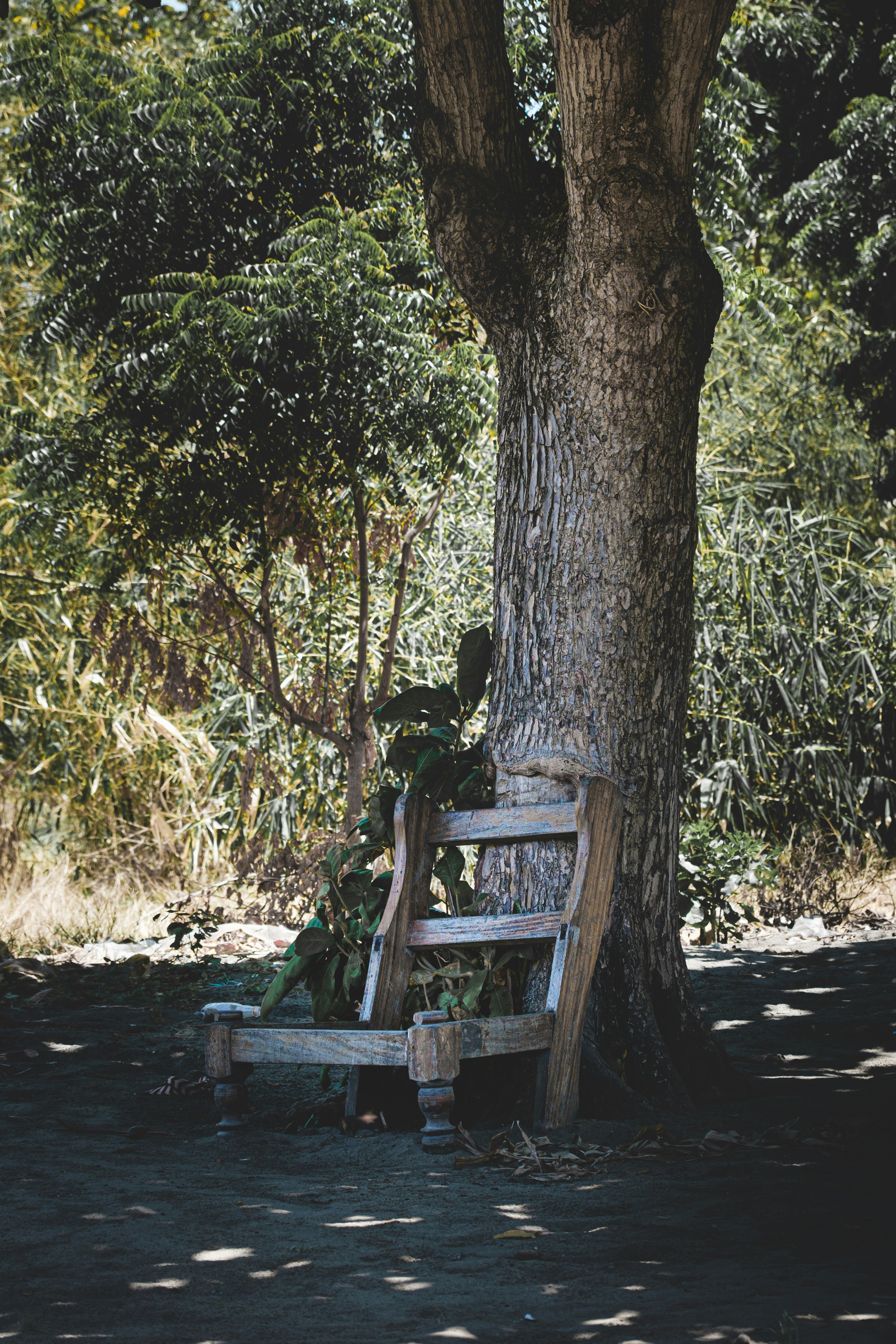 Sunlit Bench at the Foot of an Ancient Tree