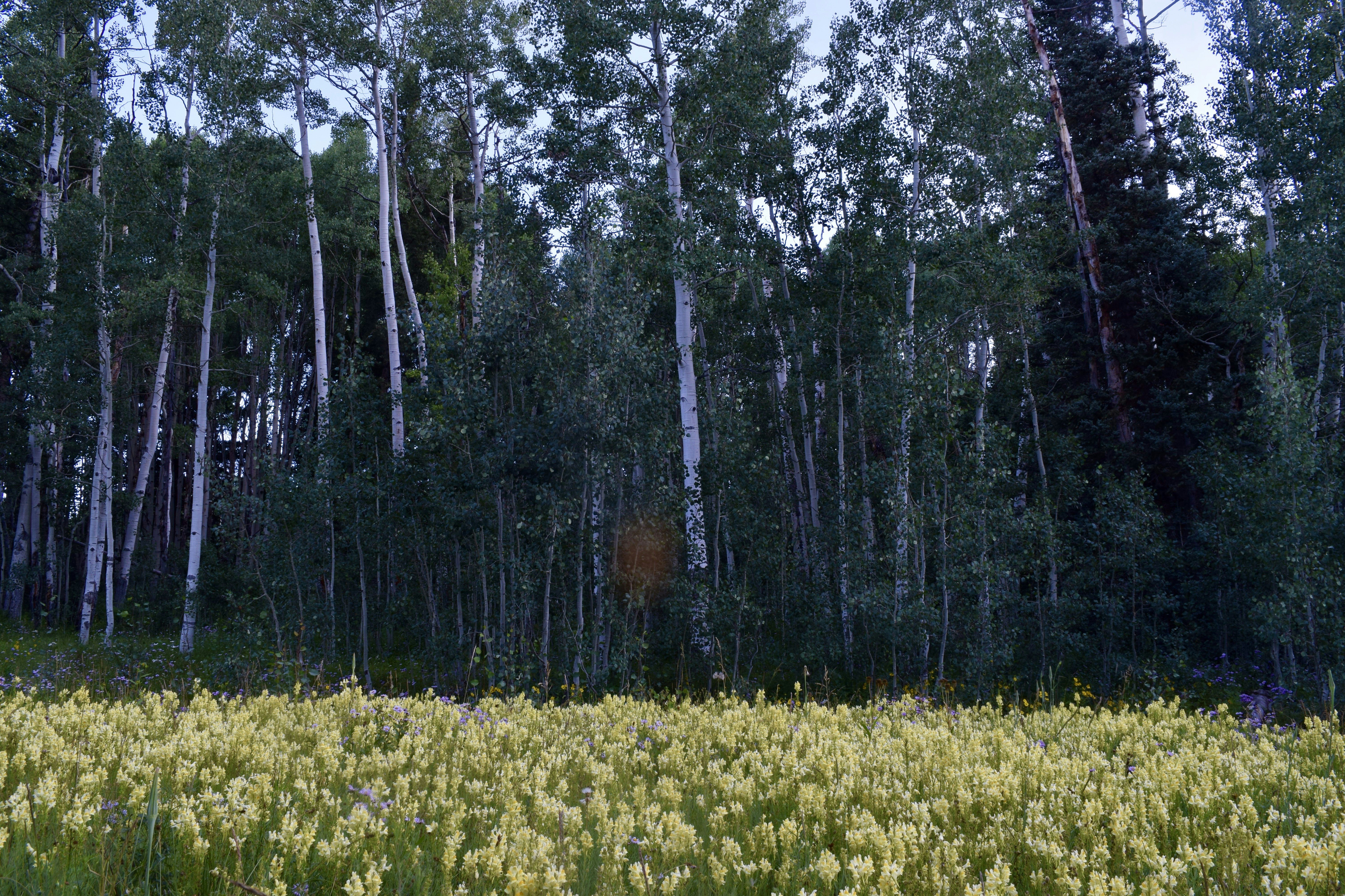 a field full of yellow flowers next to a forest