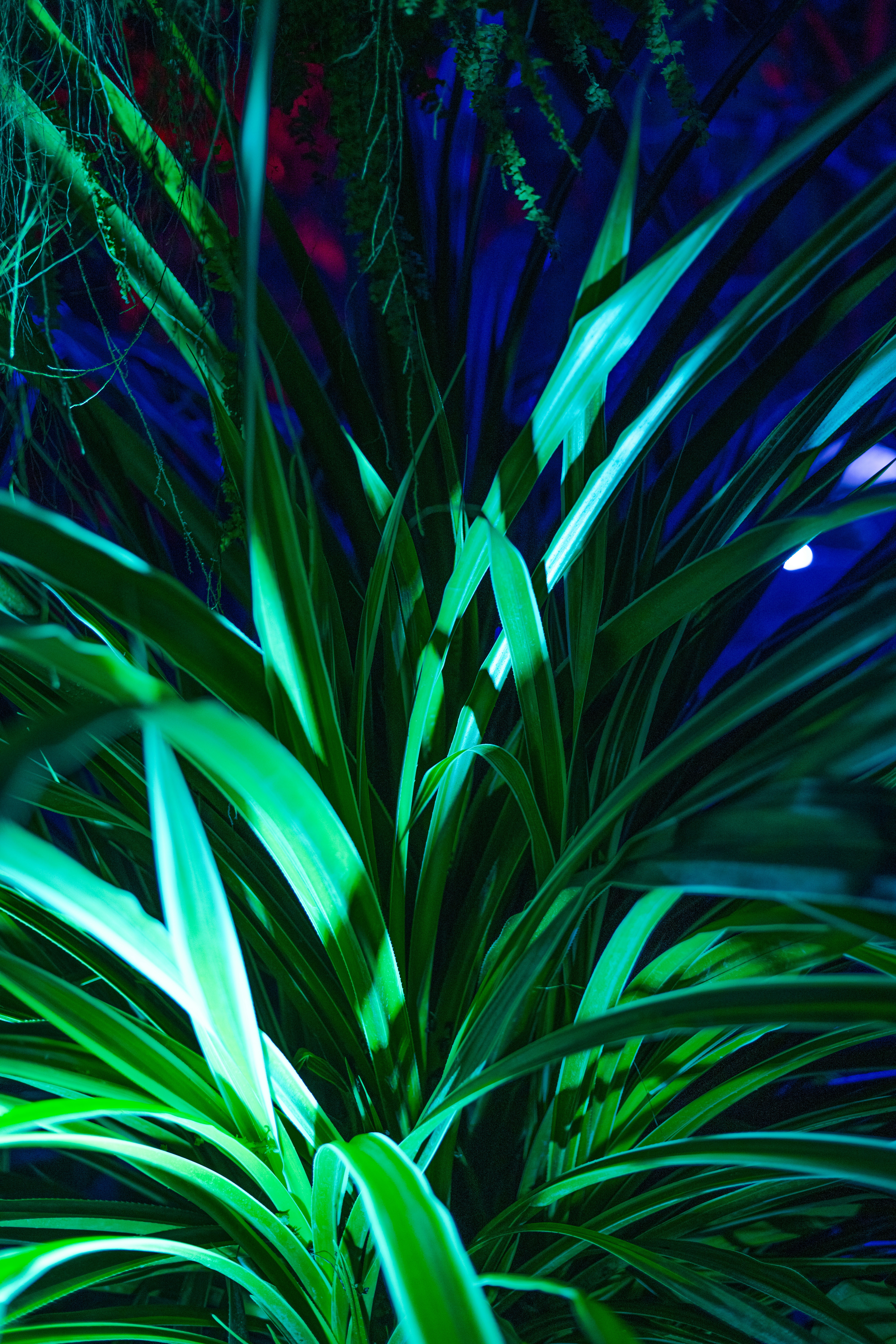 Glowing Tufts: Neon Leaves under a Velvet Night