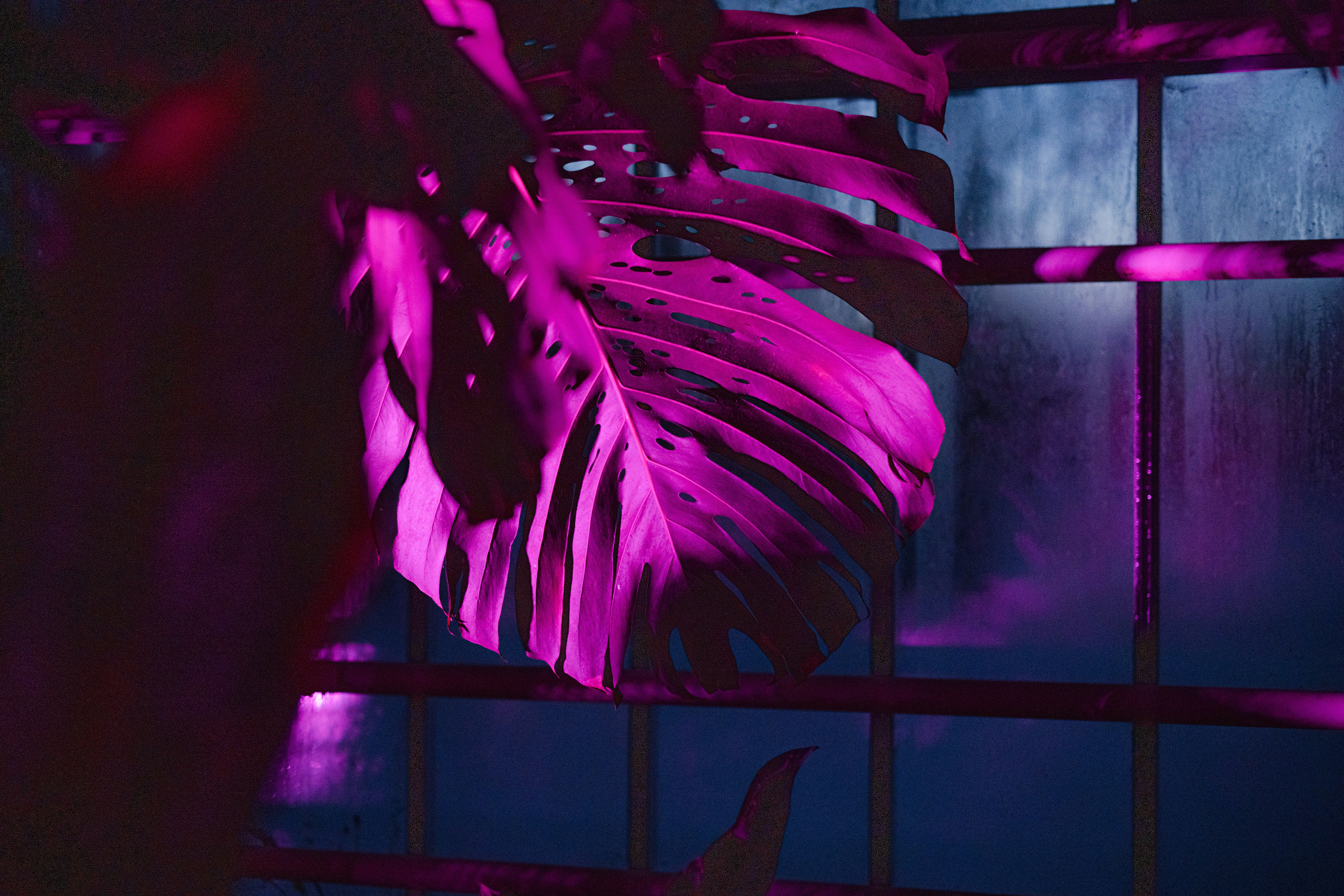 Neon Leaf Through a Gridded Window