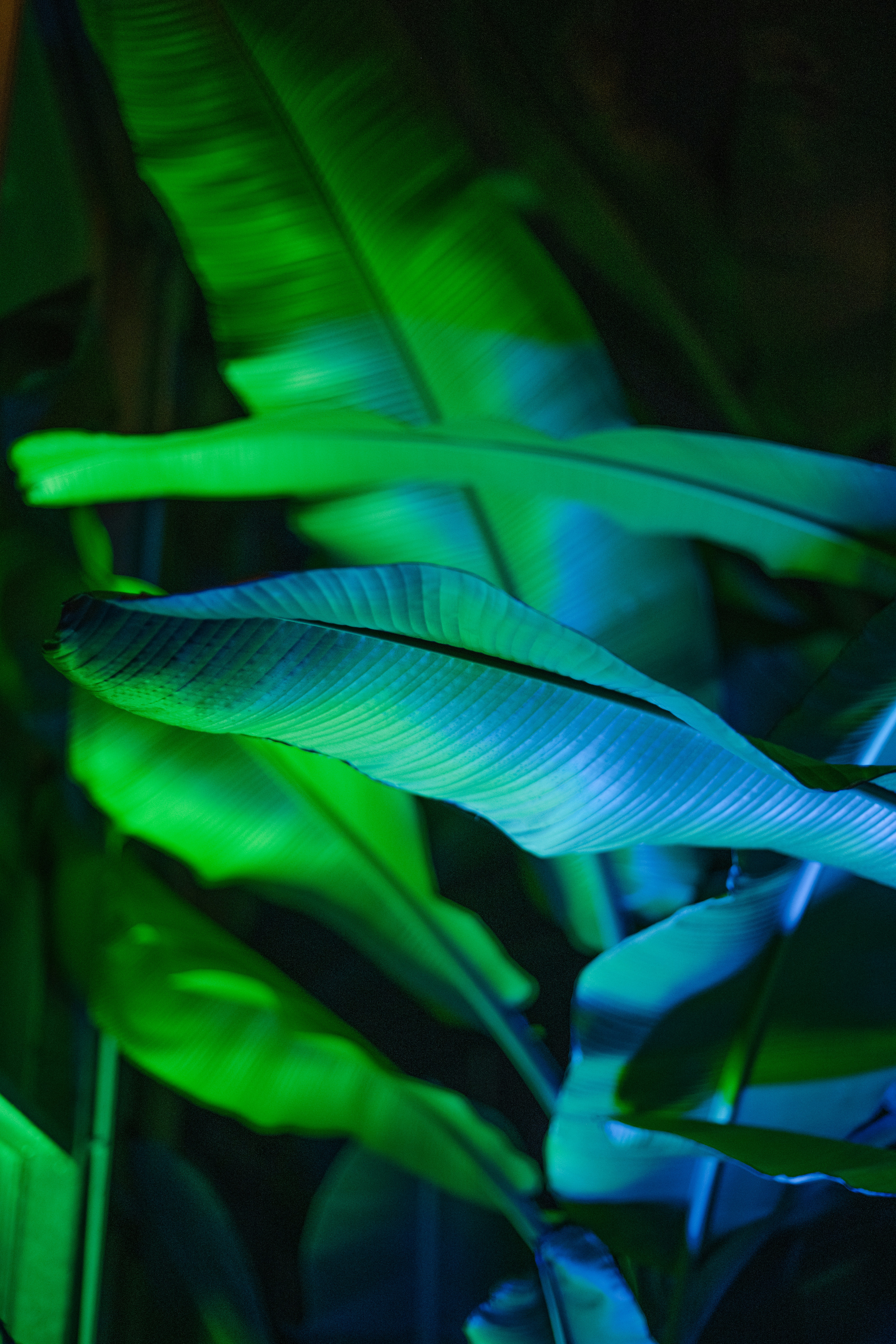 Photo by Anita Austvika with Nikon Z7 II