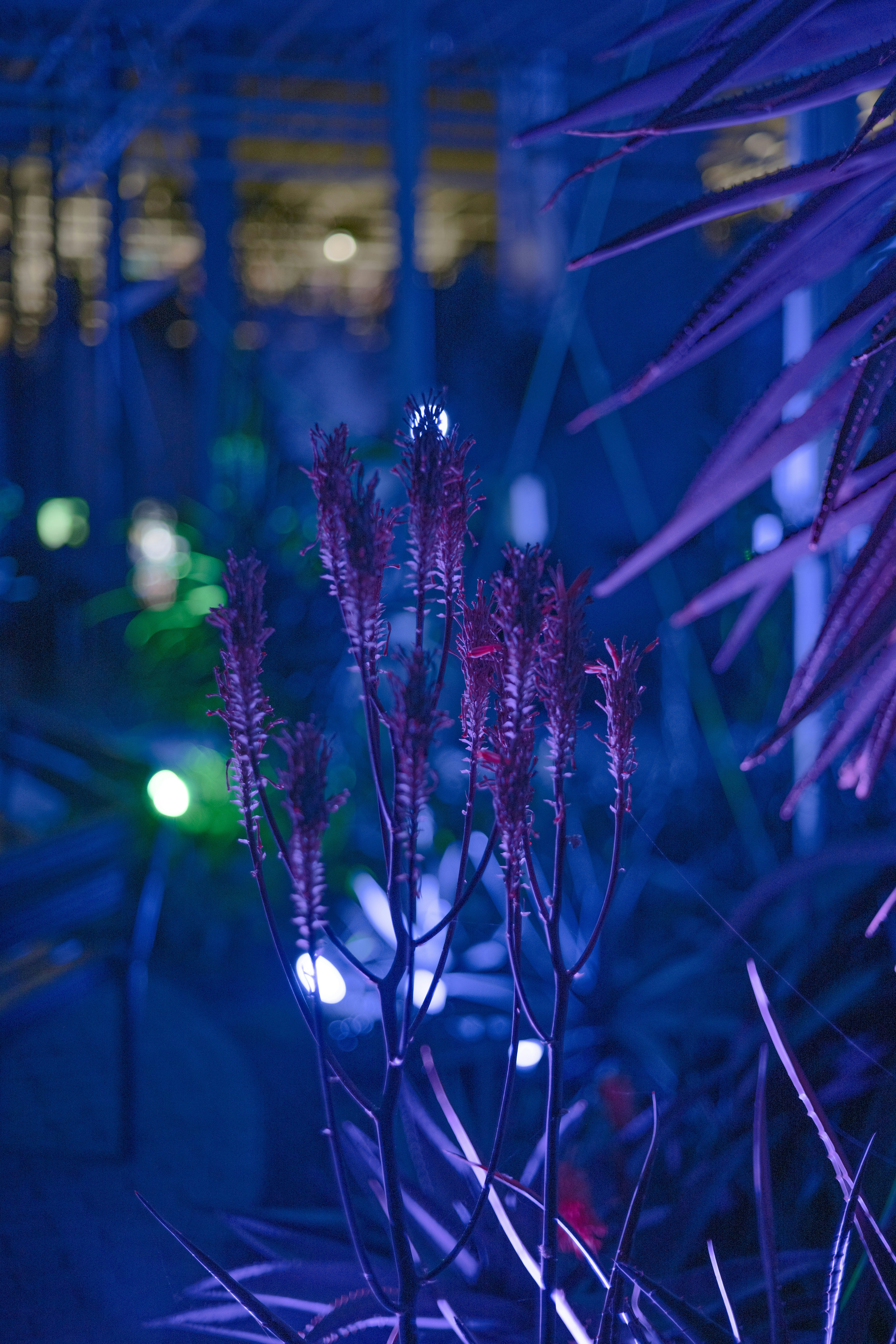 Indigo Neon Beneath Purple Sprigs in a Quiet Indoor Garden