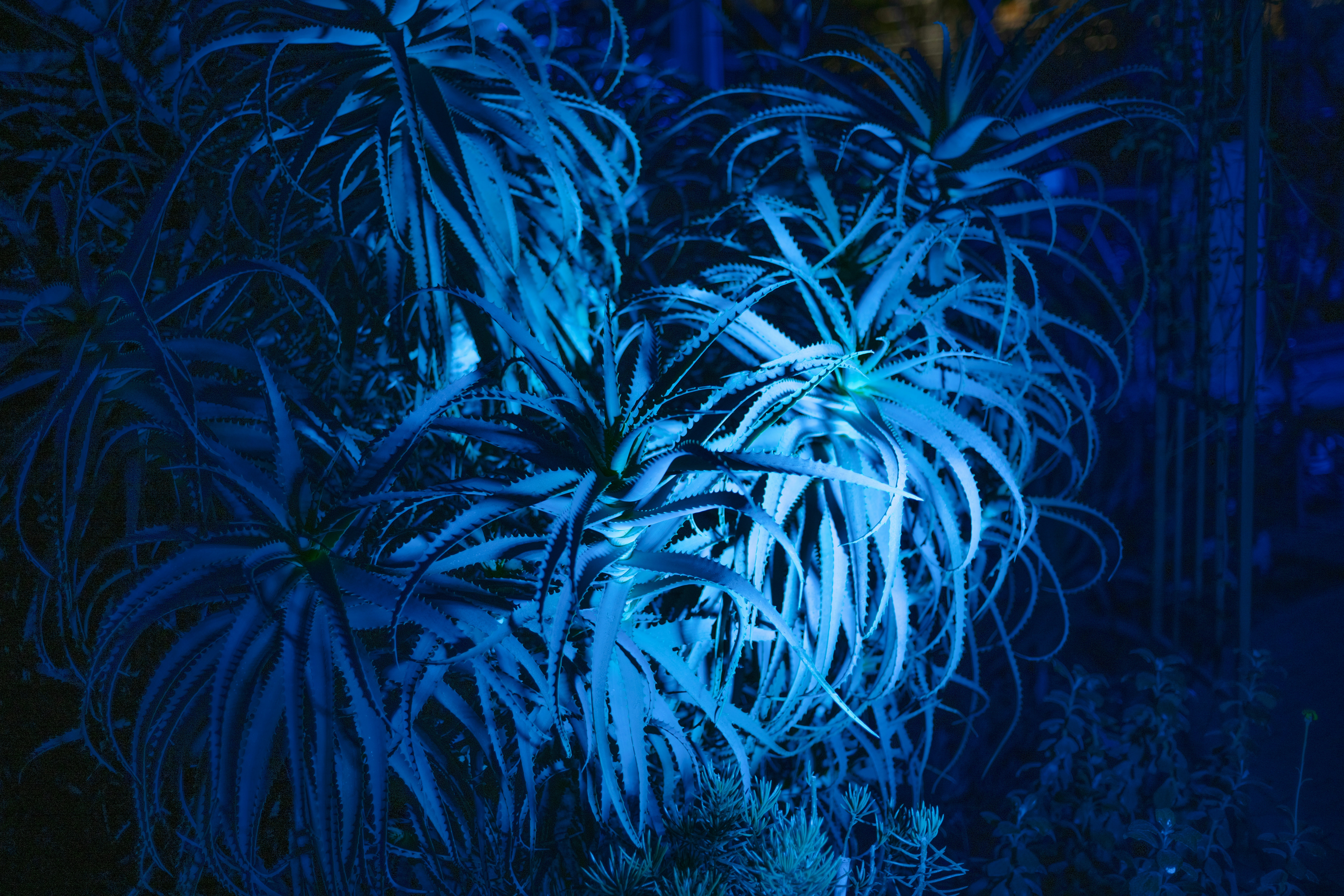 Neon Night Foliage: Blue-Illuminated Tropical Leaves