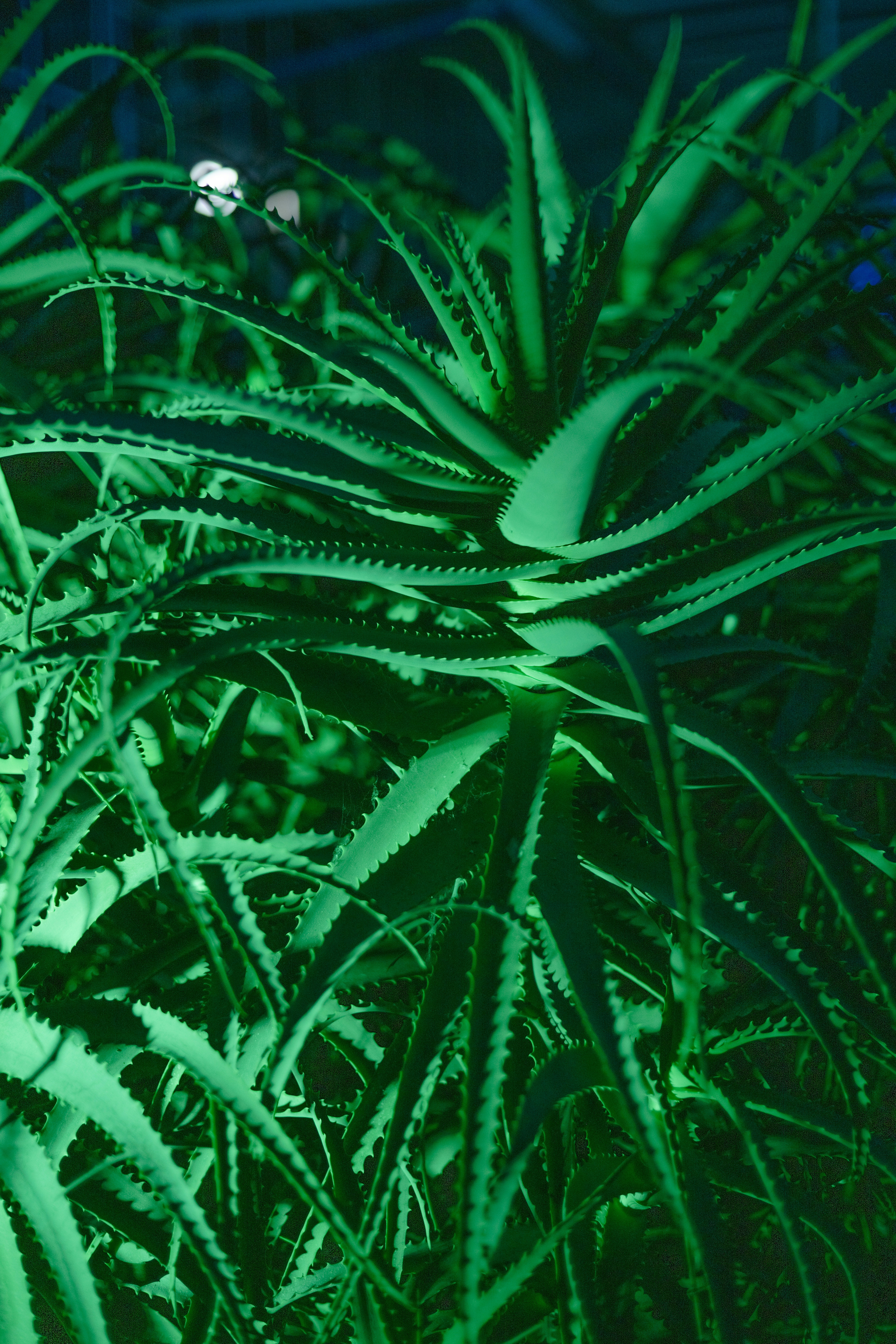 a close up of a plant with green leaves