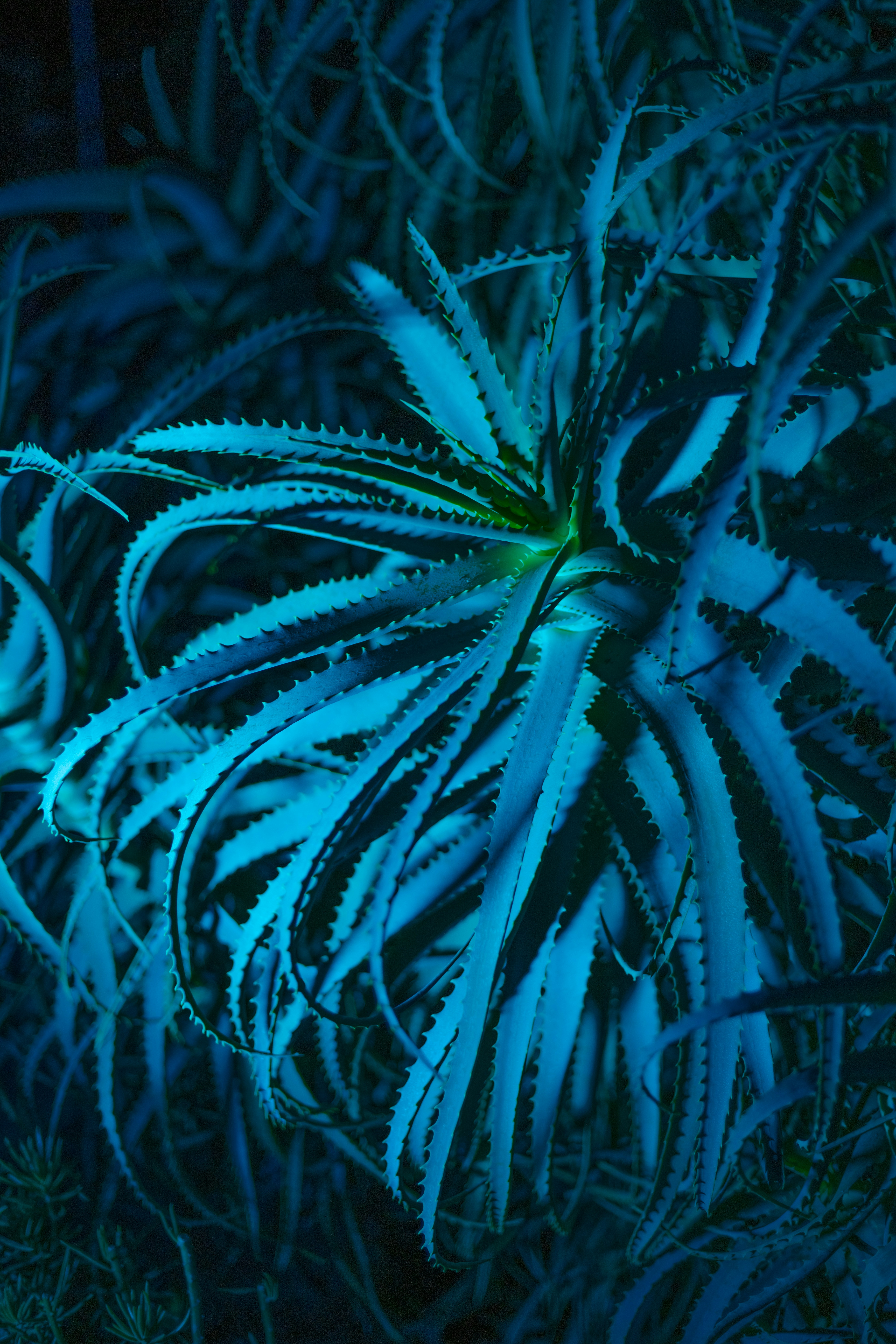 Neon Fronds: A Cyan Serenade of Spiky Foliage