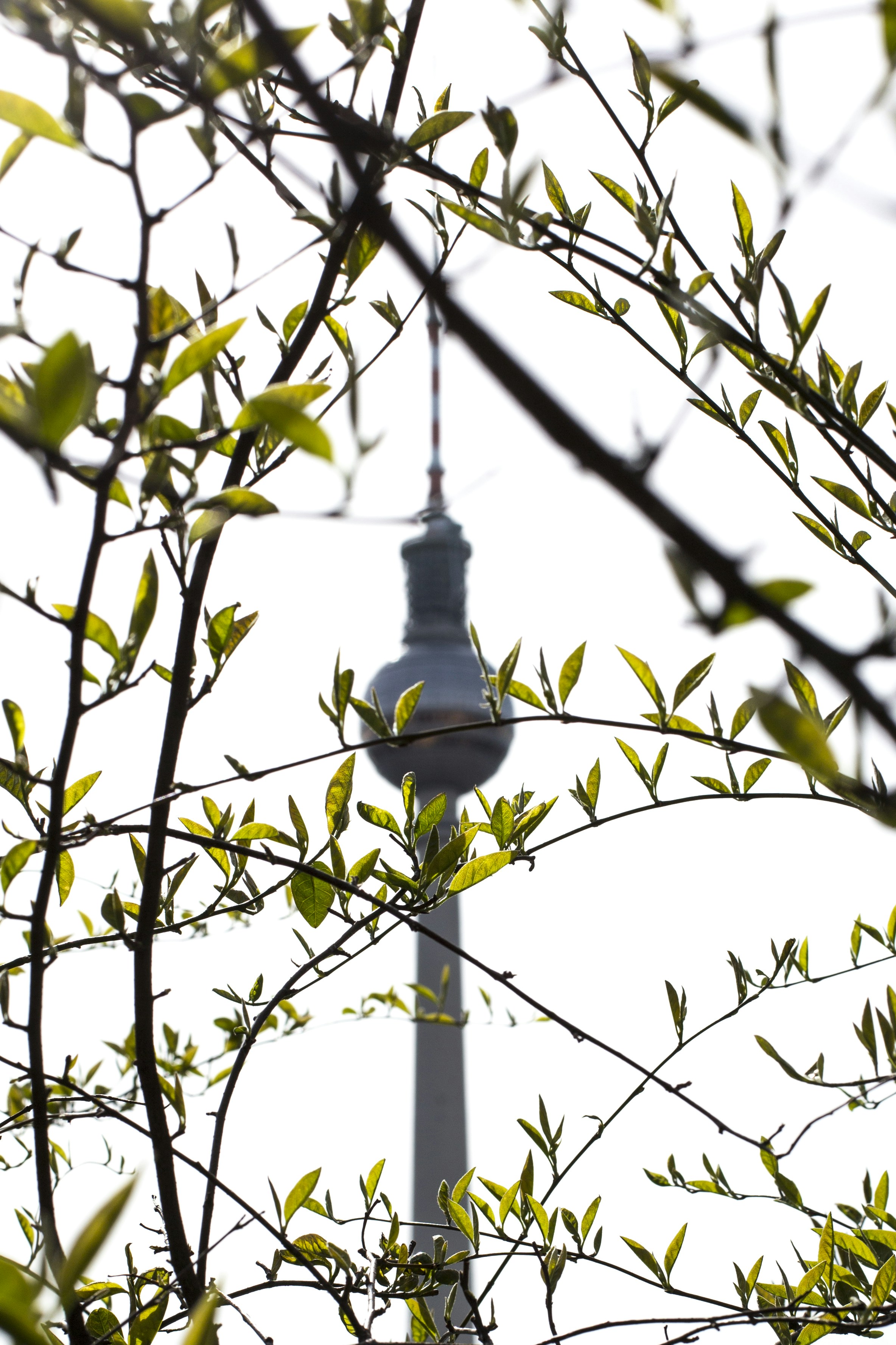 Tower through the Branches: A Narrow View on the Target