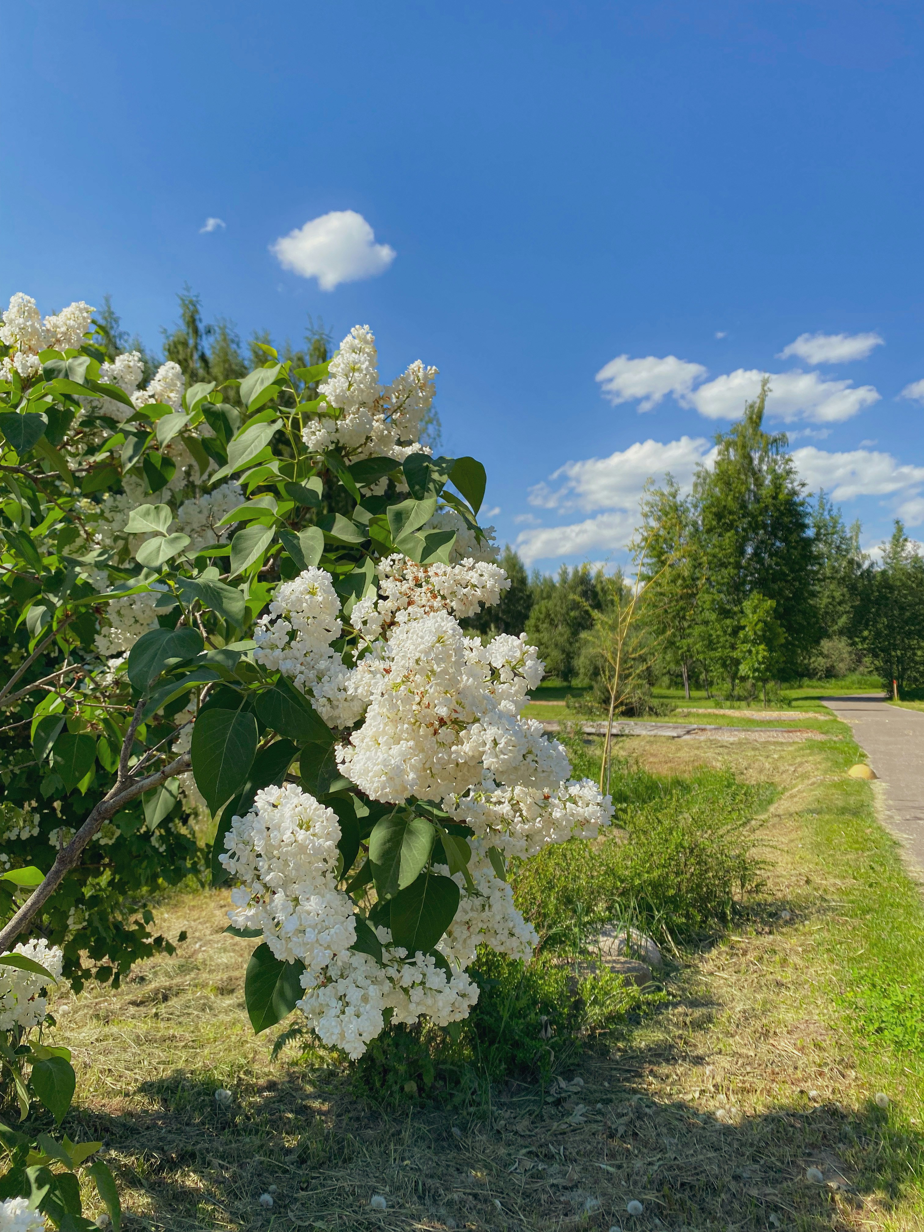 Snowy Blooms by a Sunlit Park Path
