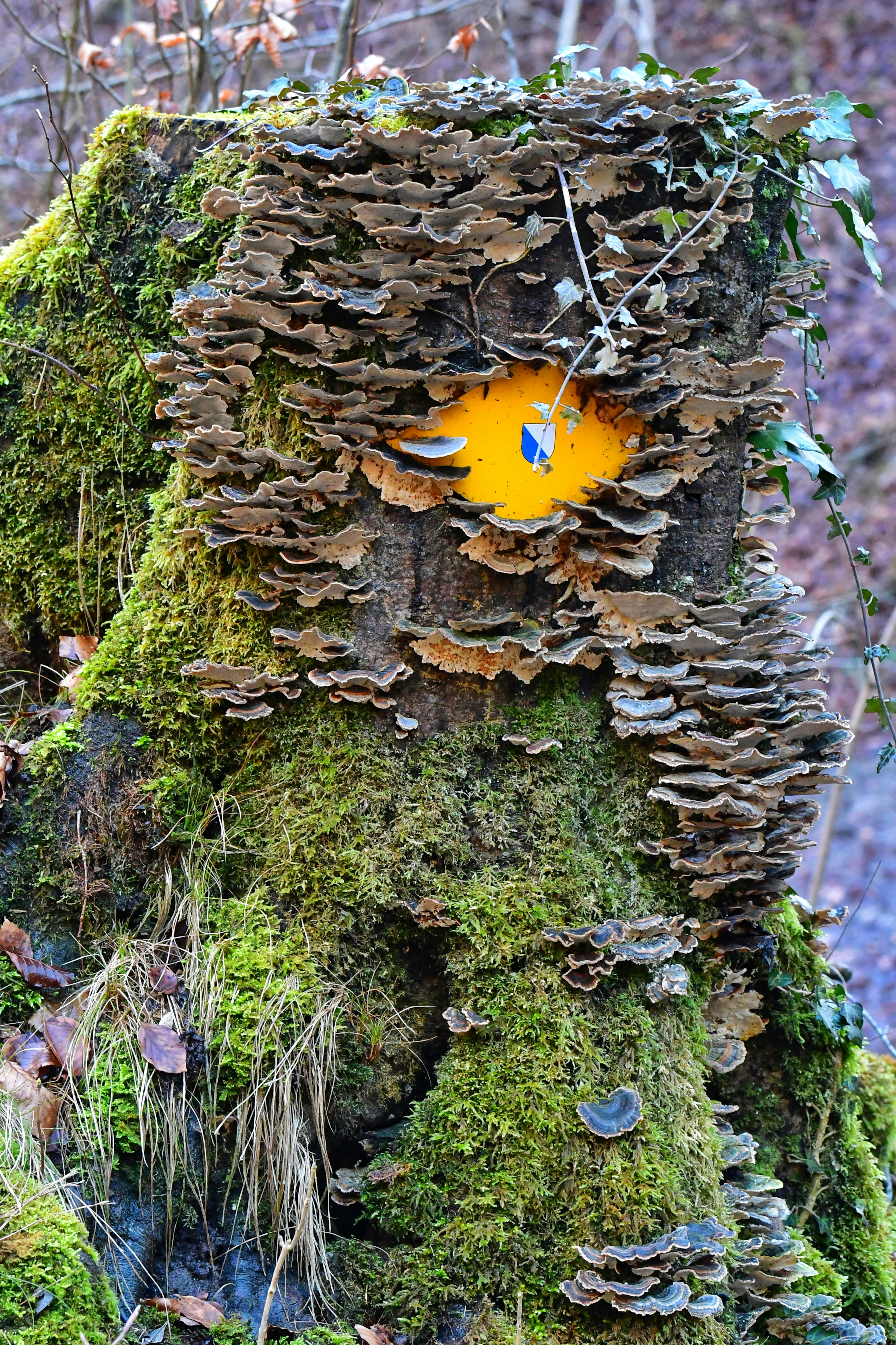 Yellow-scarved fungus beacon on mossy stump