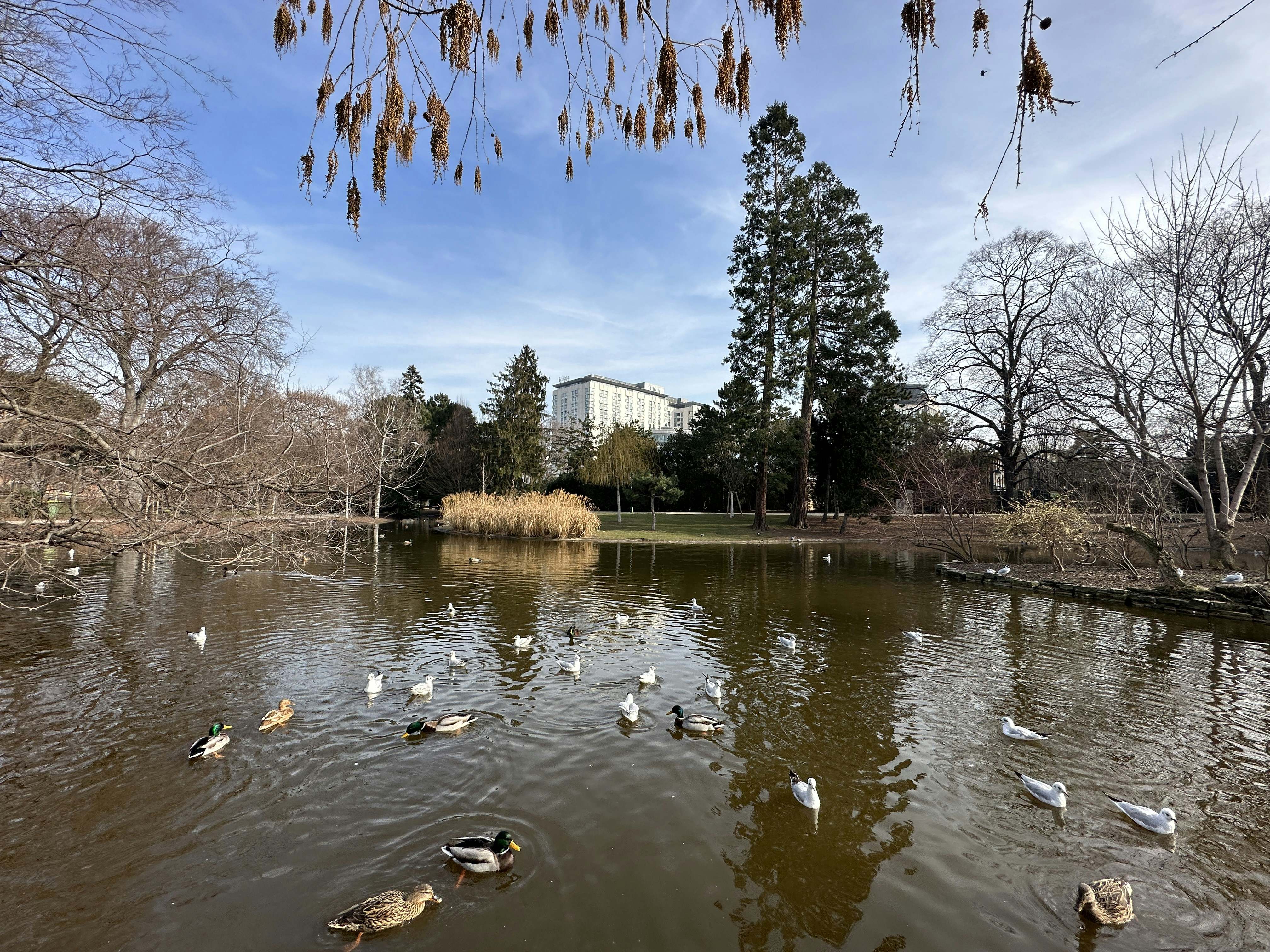 Ducks on a Calm Shine: A Riverside City Park Moment